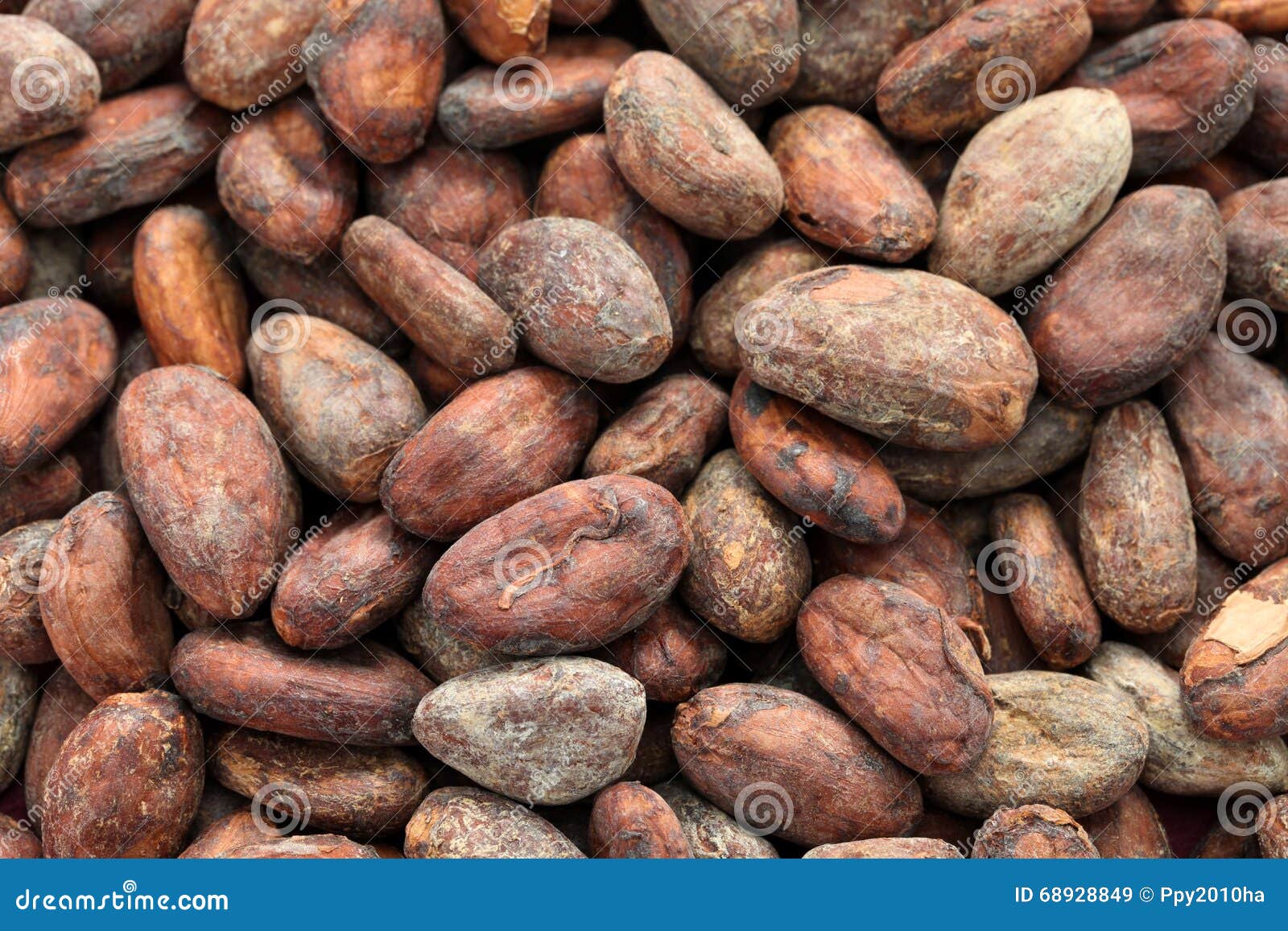 Raw cacao cocoa beans stock image. Image of dried, ingredient - 68928849