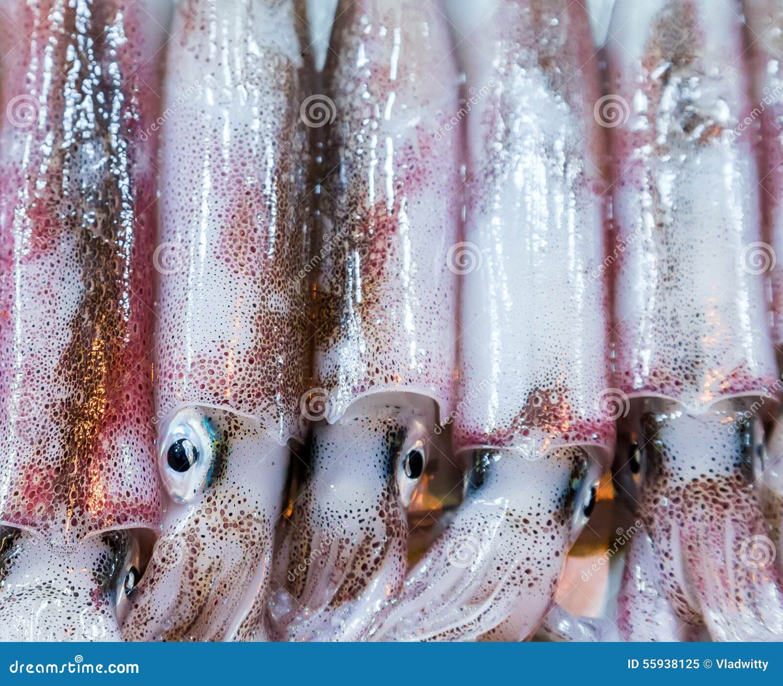 Raw calamari stock image. Image of seafood, living, fishing - 55938125