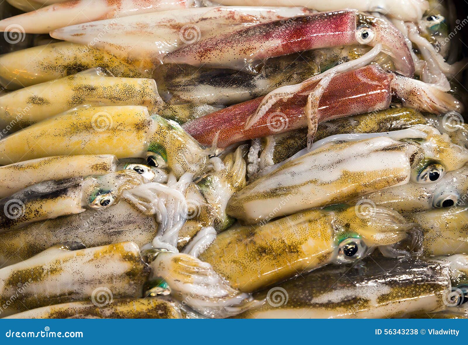 Raw calamari stock photo. Image of background, cuttlefish - 56343238