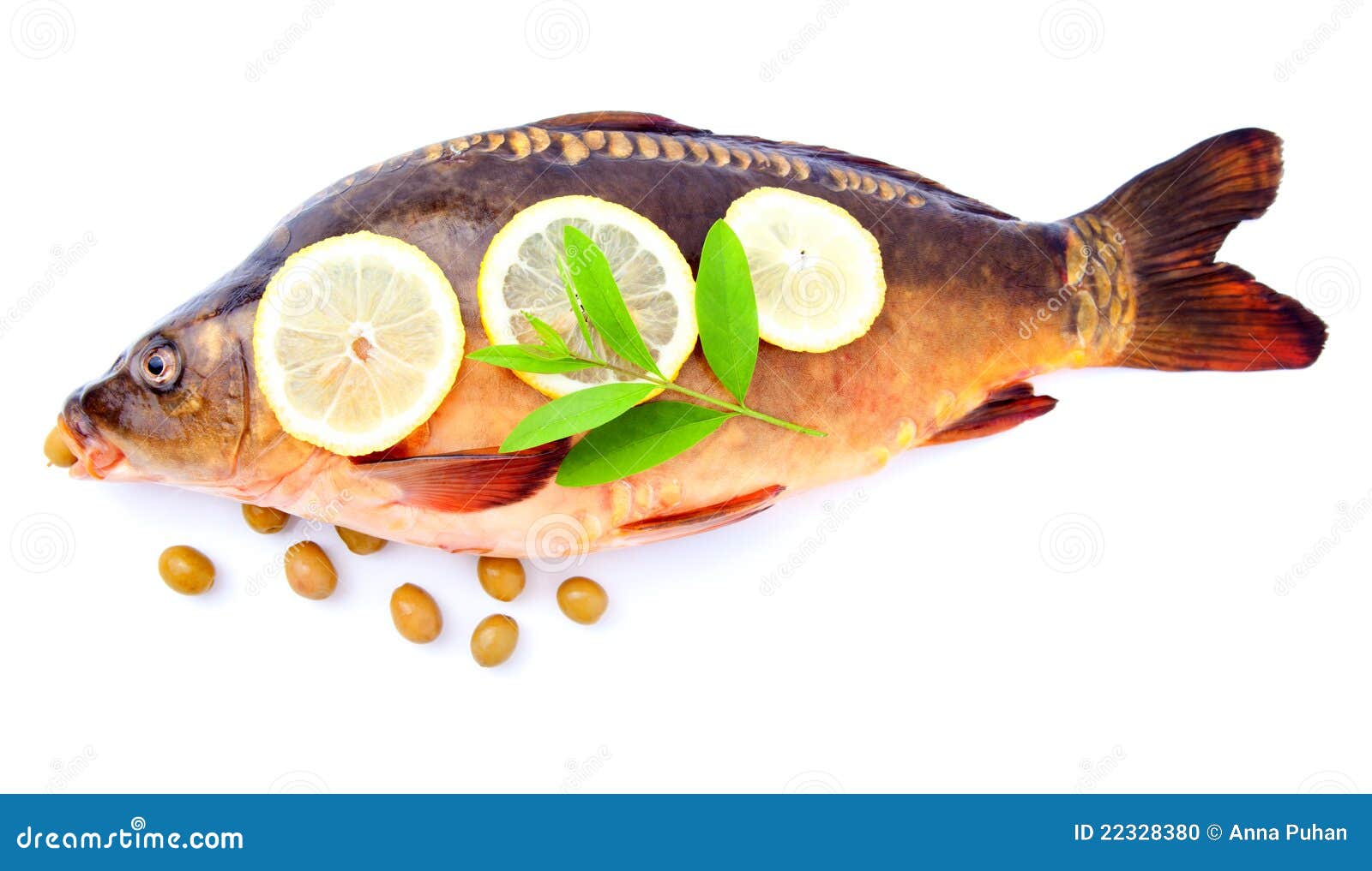 Raw carp mirror whole stock photo. Image of olive, alone - 22328380