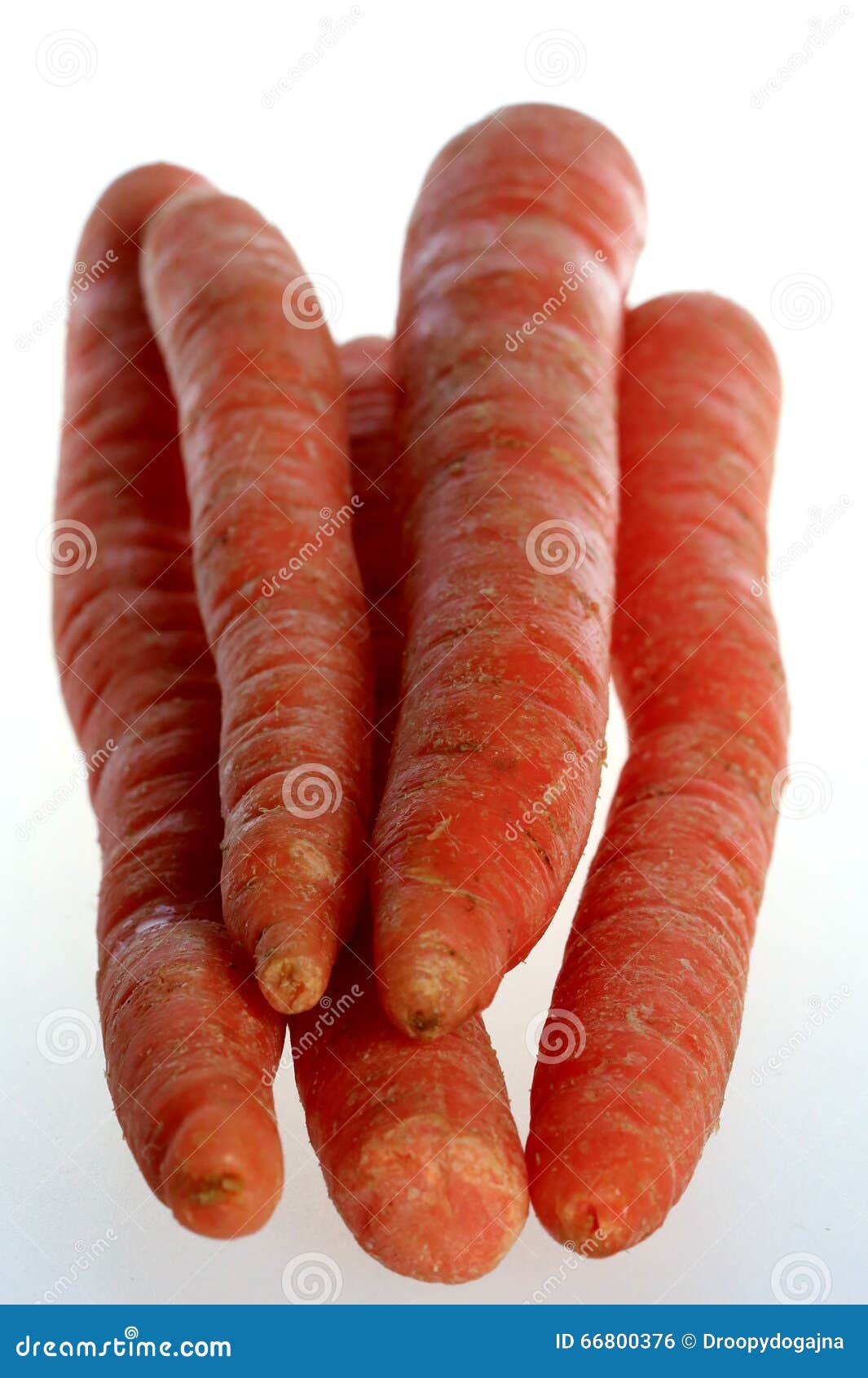 Raw carrots stock photo. Image of organic, farm, healthy - 66800376