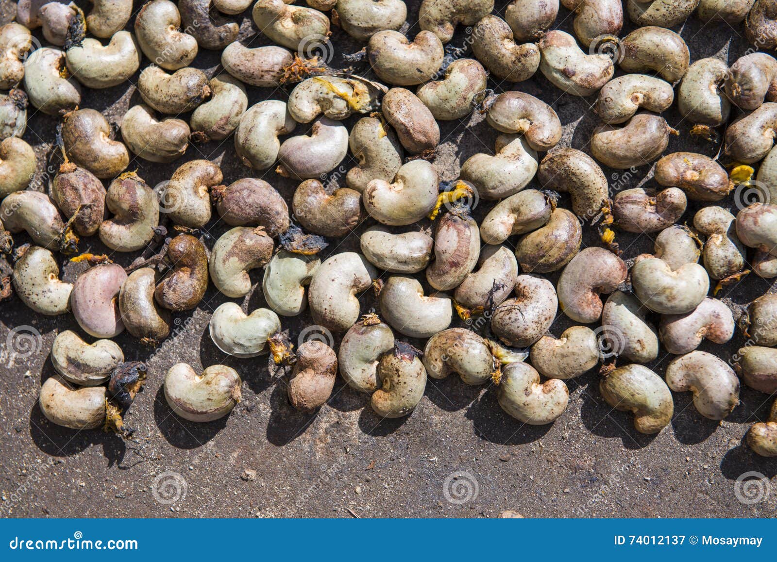 Raw Cashew Nuts on the Floor Stock Image - Image of health, seed: 74012137