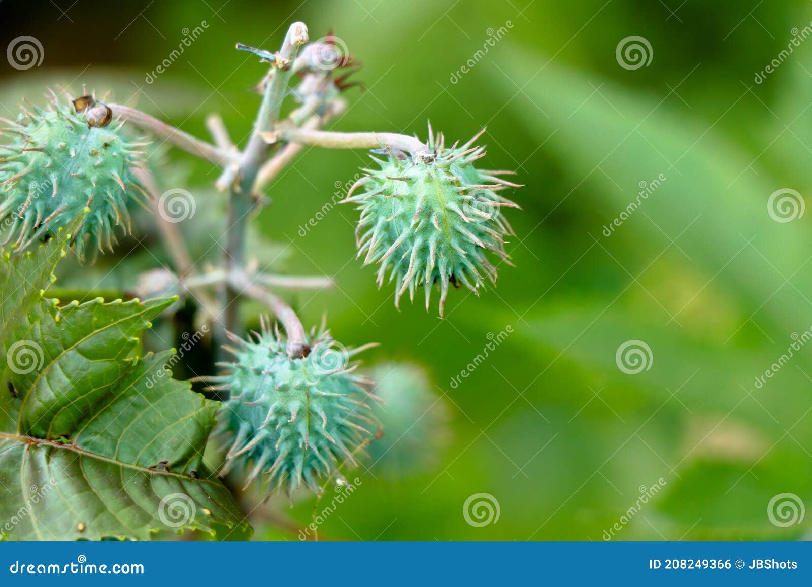 Raw Caster Beans or Ricinus Communis Beans Stock Photo - Image of ...