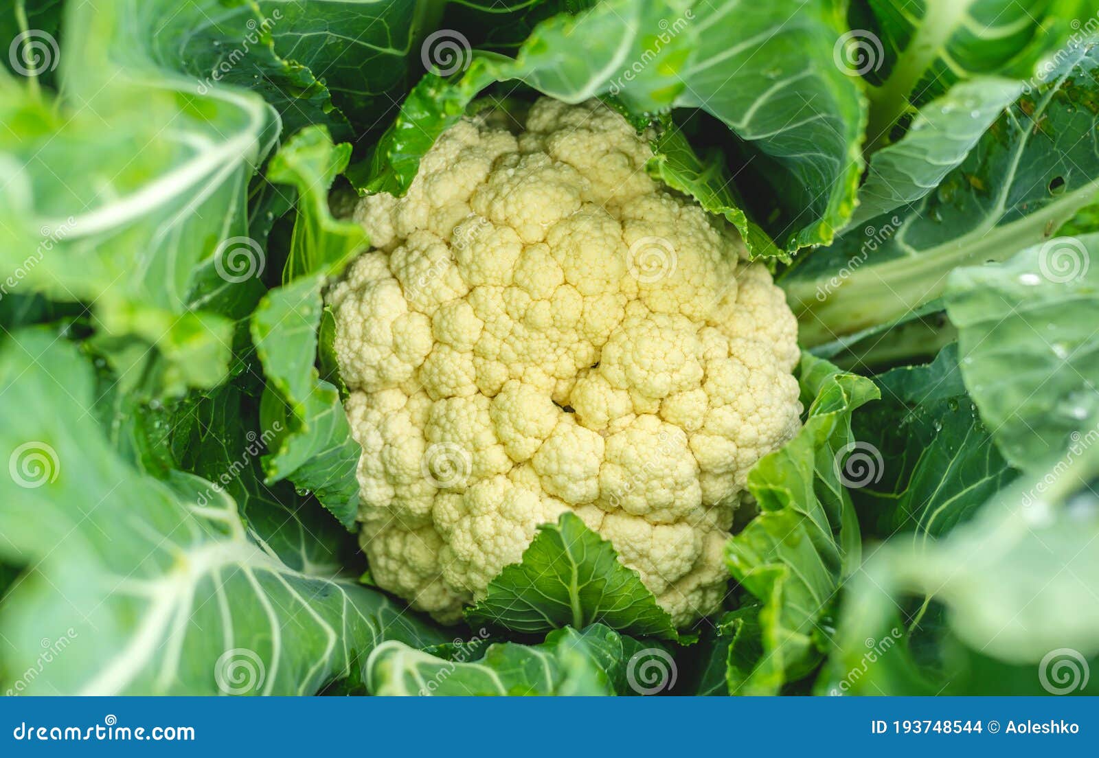 Raw Cauliflower in the Garden Close Up Stock Photo - Image of ...