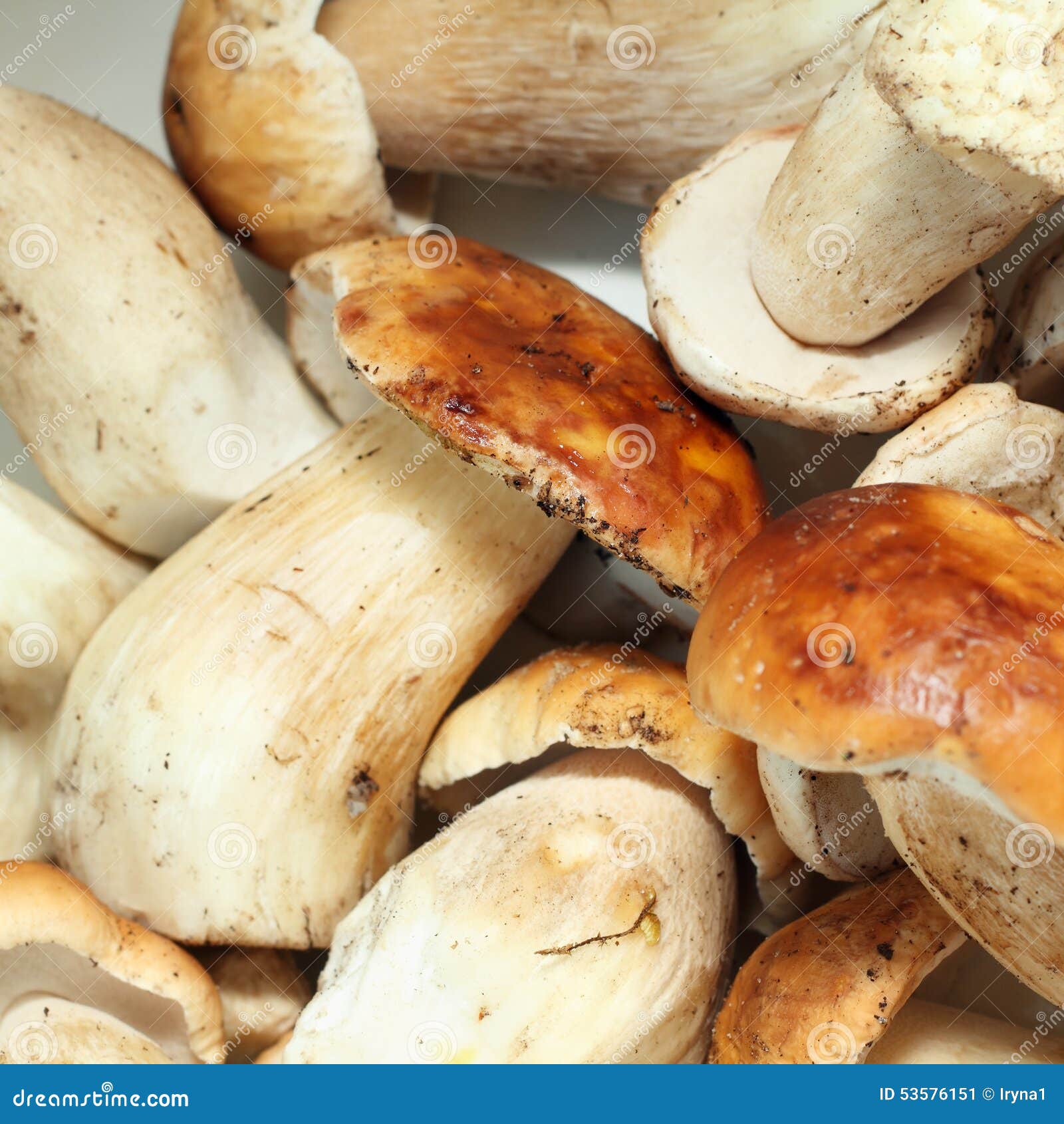 Raw ceps stock image. Image of isolated, mushrooms, ceps - 53576151