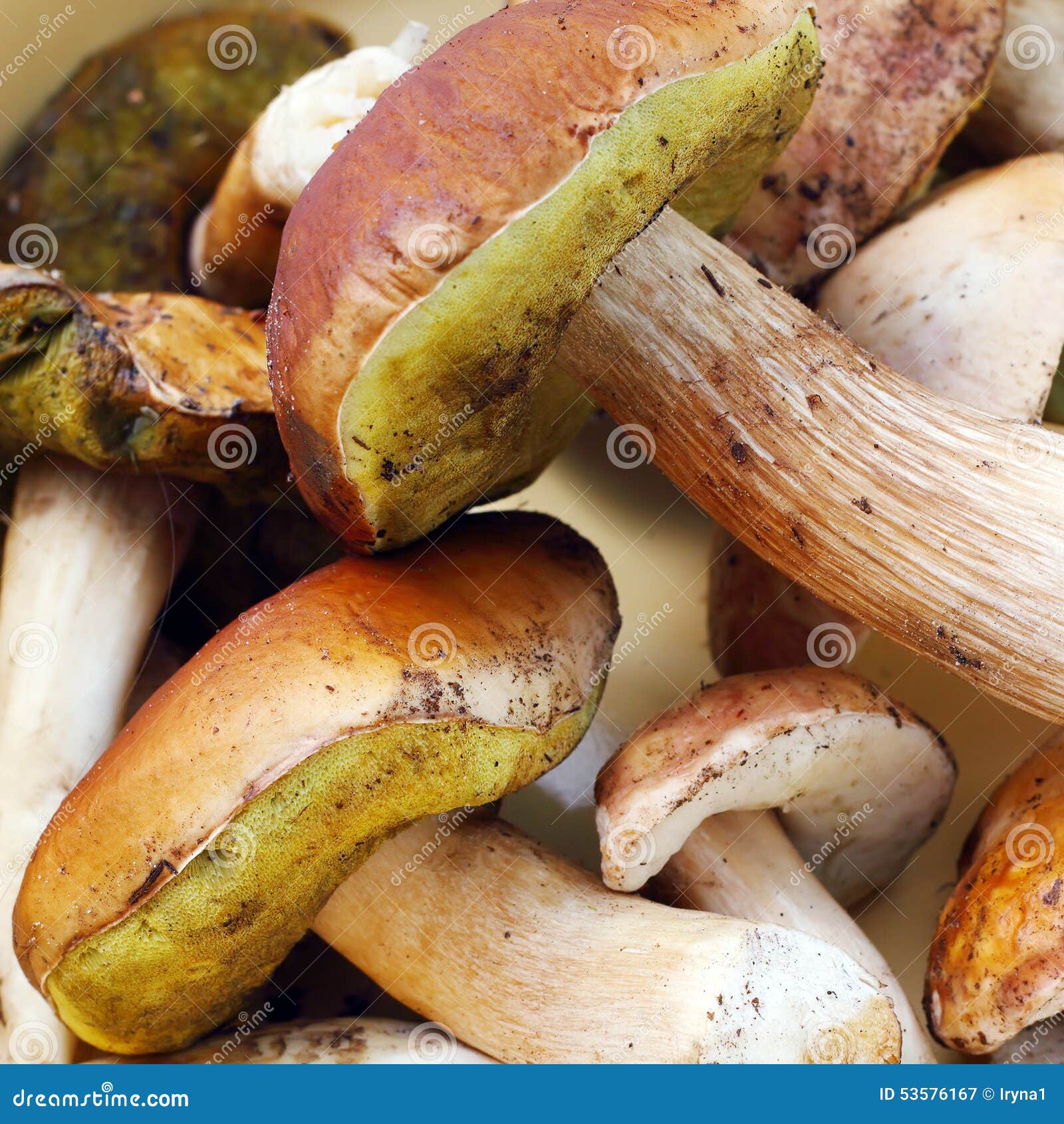 Raw ceps stock image. Image of organic, boletus, edulis - 53576167