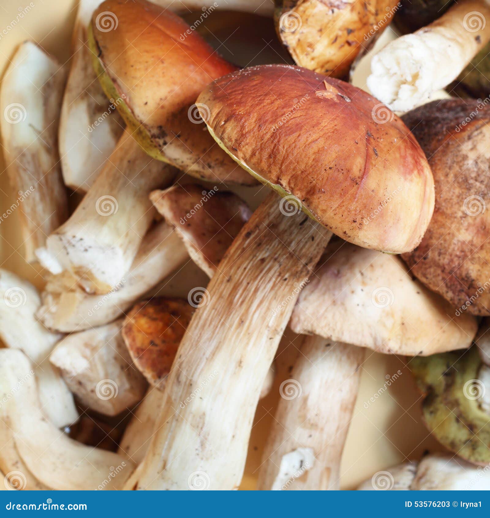 Raw ceps stock image. Image of plant, group, environment - 53576203
