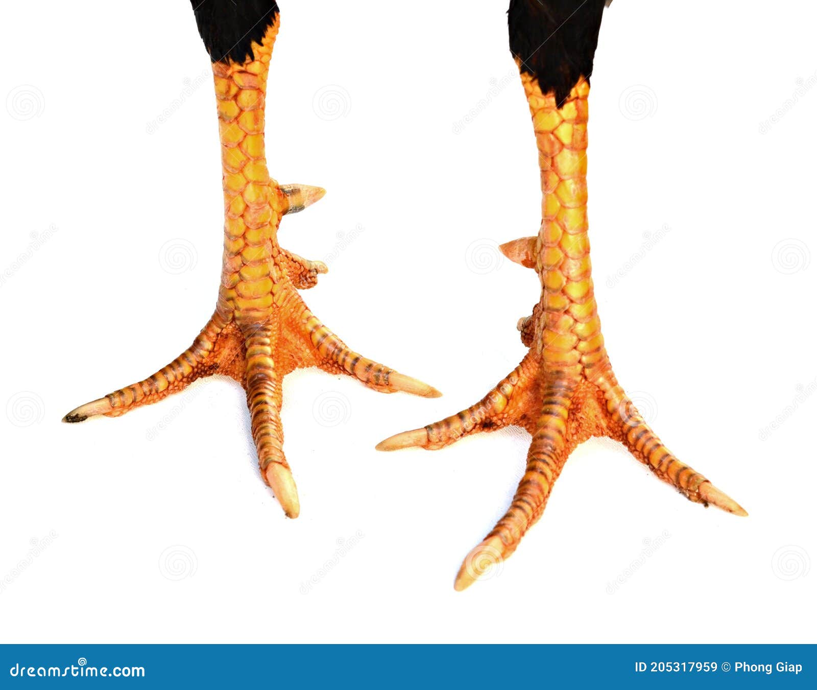 Raw chicken foot stock image. Image of meat, leather - 205317959