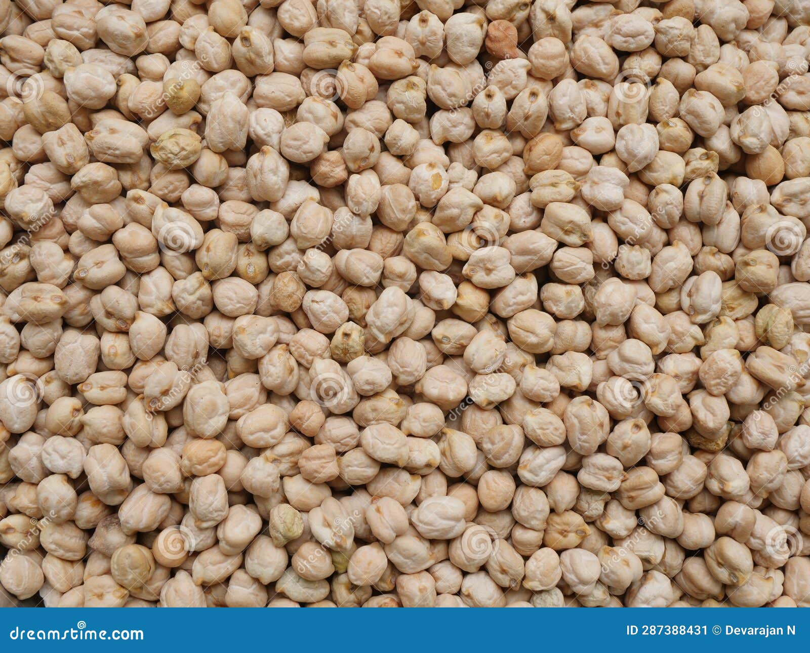 Raw Chickpea , Protein Rich Vegan Source ,channa Dhal Stock Image ...