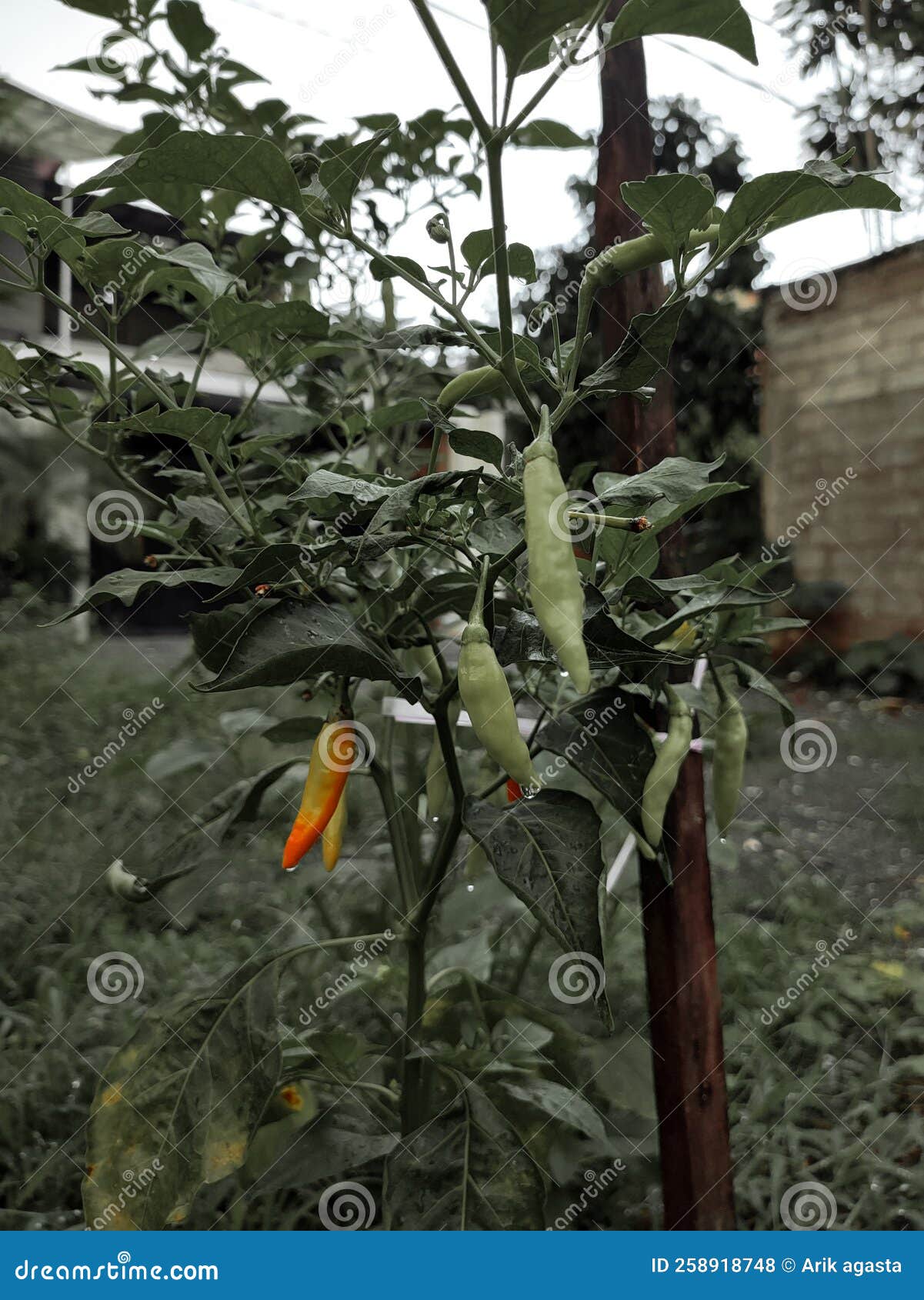 Raw chilli pepper on tree stock photo. Image of flower - 258918748