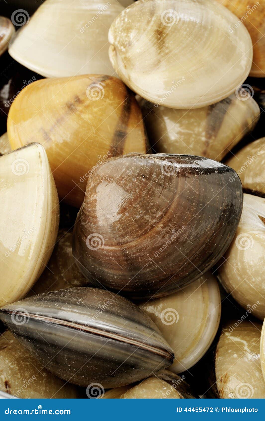 Raw clams background stock photo. Image of gourmet, seafood - 44455472