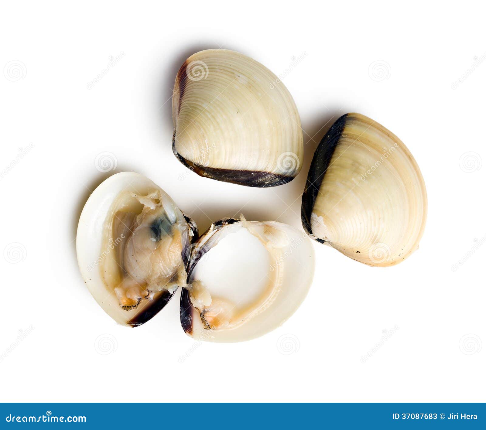 Raw clams stock image. Image of clams, food, delicacy - 37087683