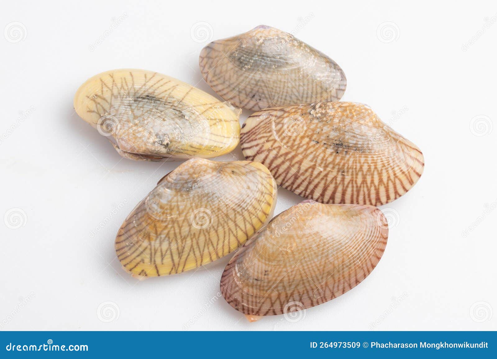 Raw Clams on White Background Stock Image - Image of nutrition, healthy ...
