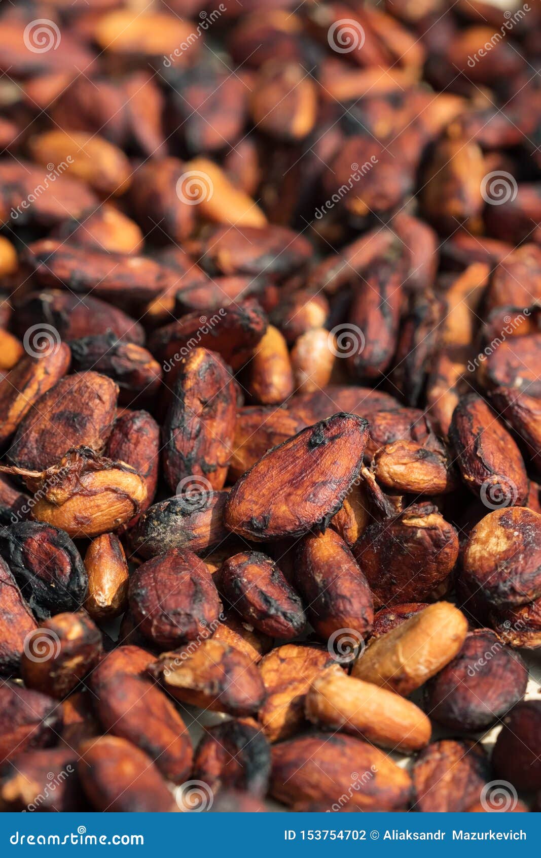 Raw Cocoa Beans Drying on a Cacao Plantation Stock Photo - Image of ...
