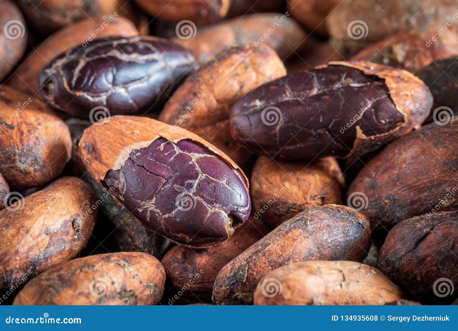 Raw Cocoa Beans, Forastero, Close-up Stock Photo - Image of cacao ...
