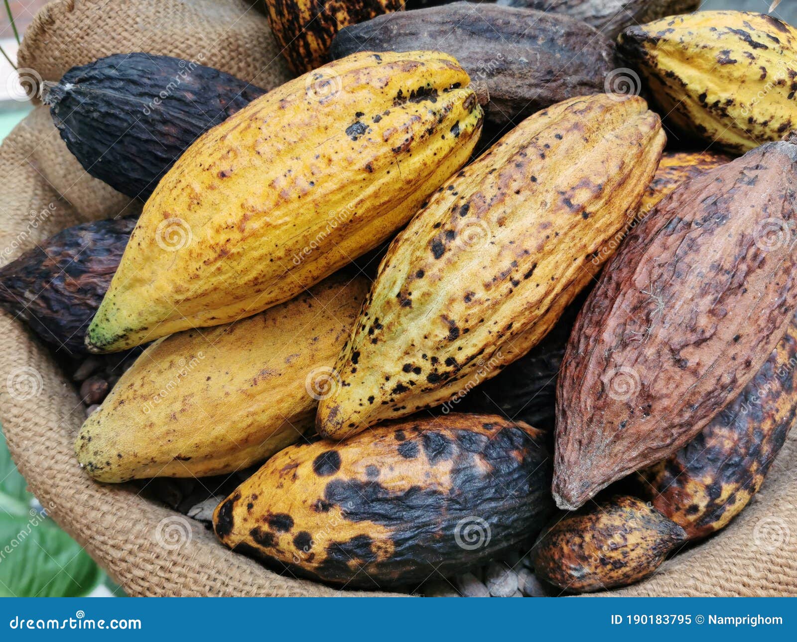 Raw Cocoa with Natural Light. Stock Image - Image of fruit, cuisine ...
