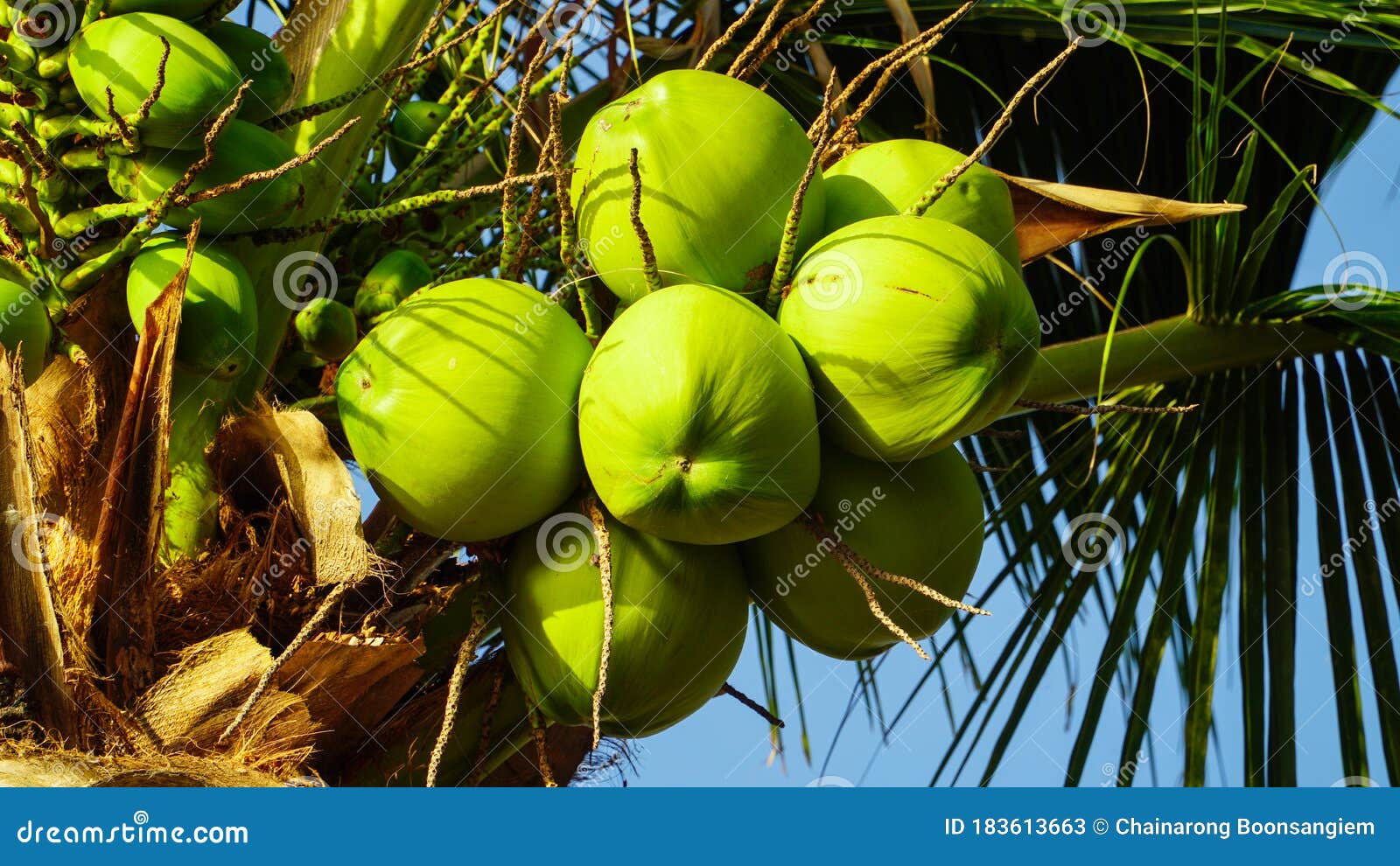 Raw Coconut on the Coconut Tree Stock Image - Image of plant, bunch ...