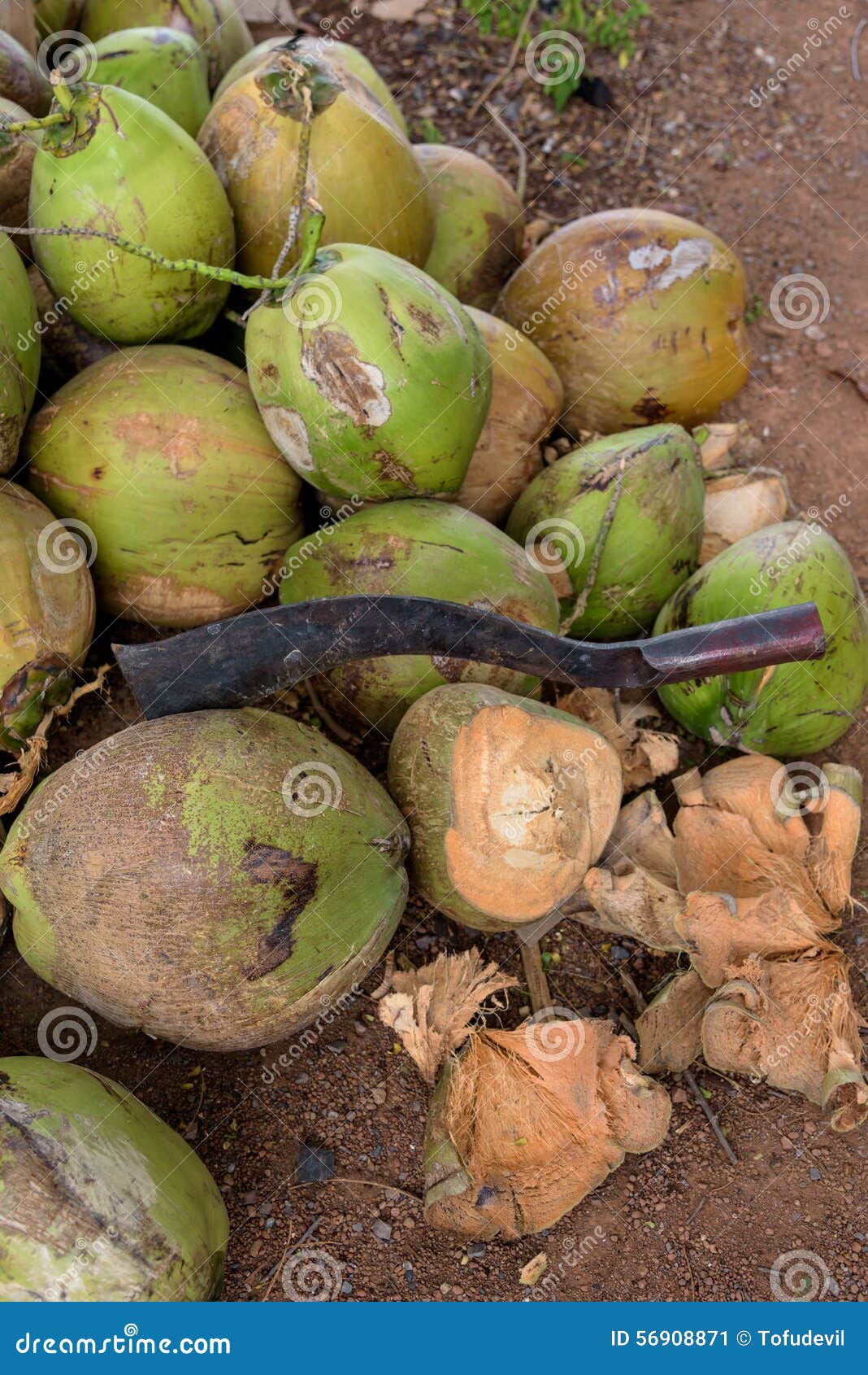 Raw Coconuts at the Coconut Farm. for Cooking Stock Image - Image of ...