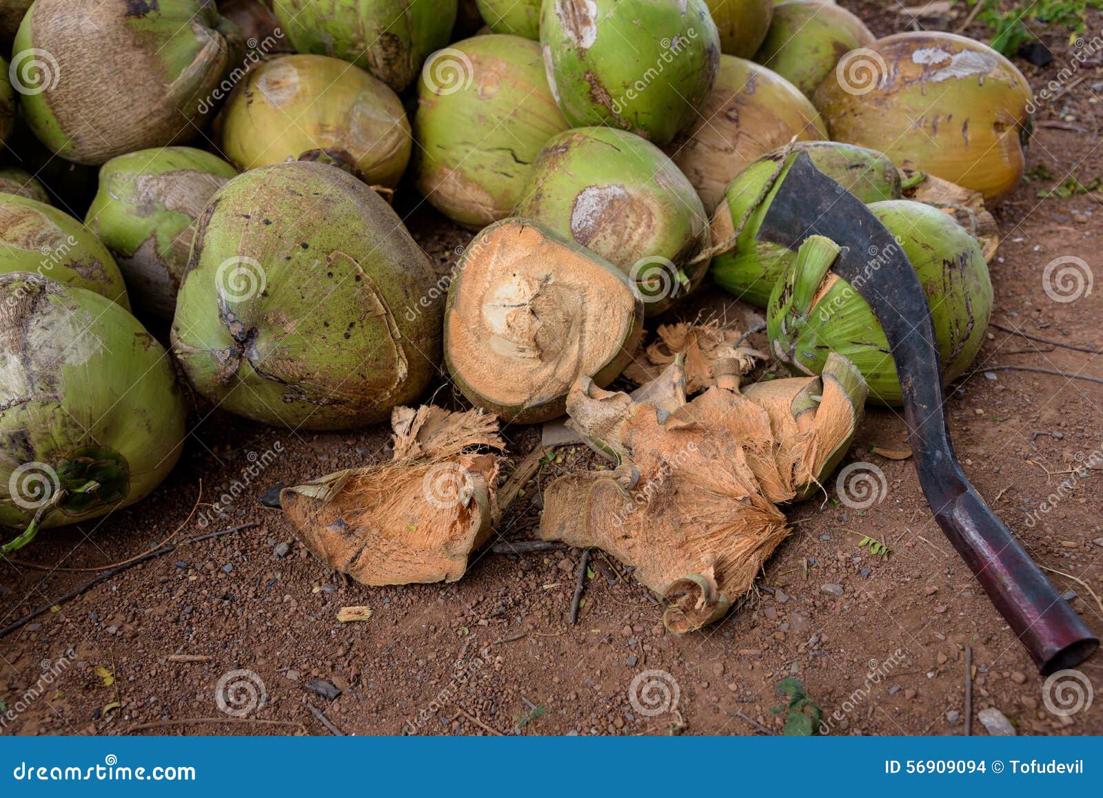 Raw Coconuts at the Coconut Farm. for Cooking Stock Photo - Image of ...