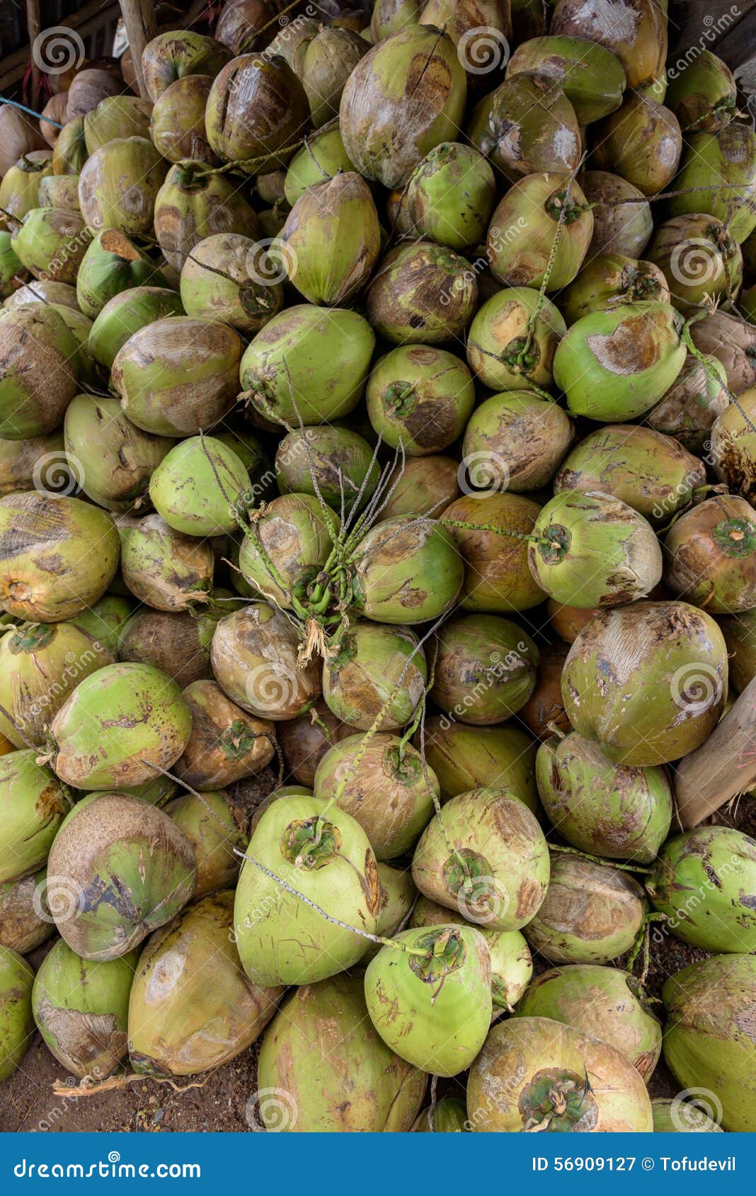 Raw Coconuts at the Coconut Farm. for Cooking Stock Image - Image of ...