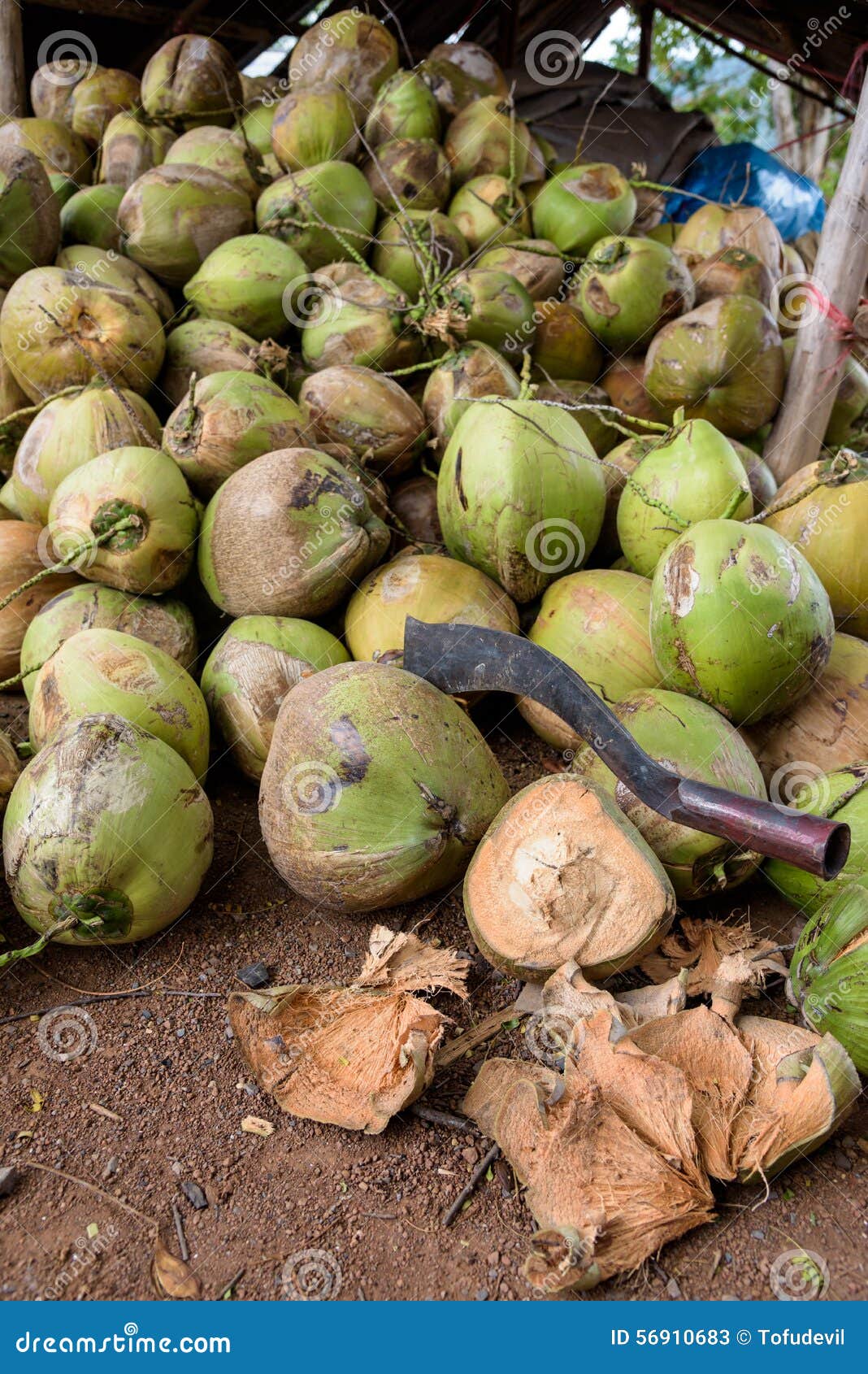 Raw Coconuts at the Coconut Farm. for Cooking Stock Image - Image of ...
