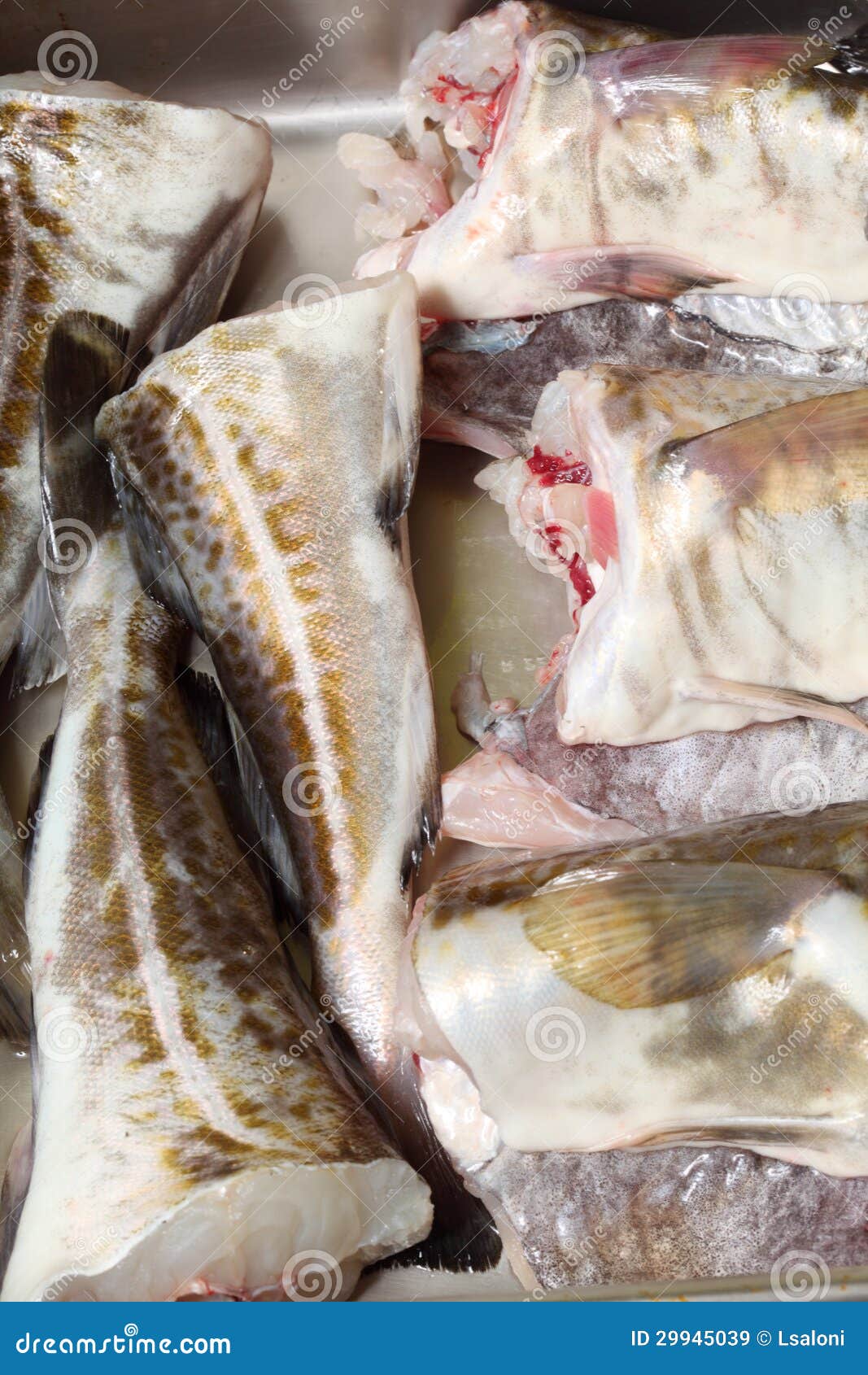 Cod fish - fish fillets stock image. Image of trophy - 29945039