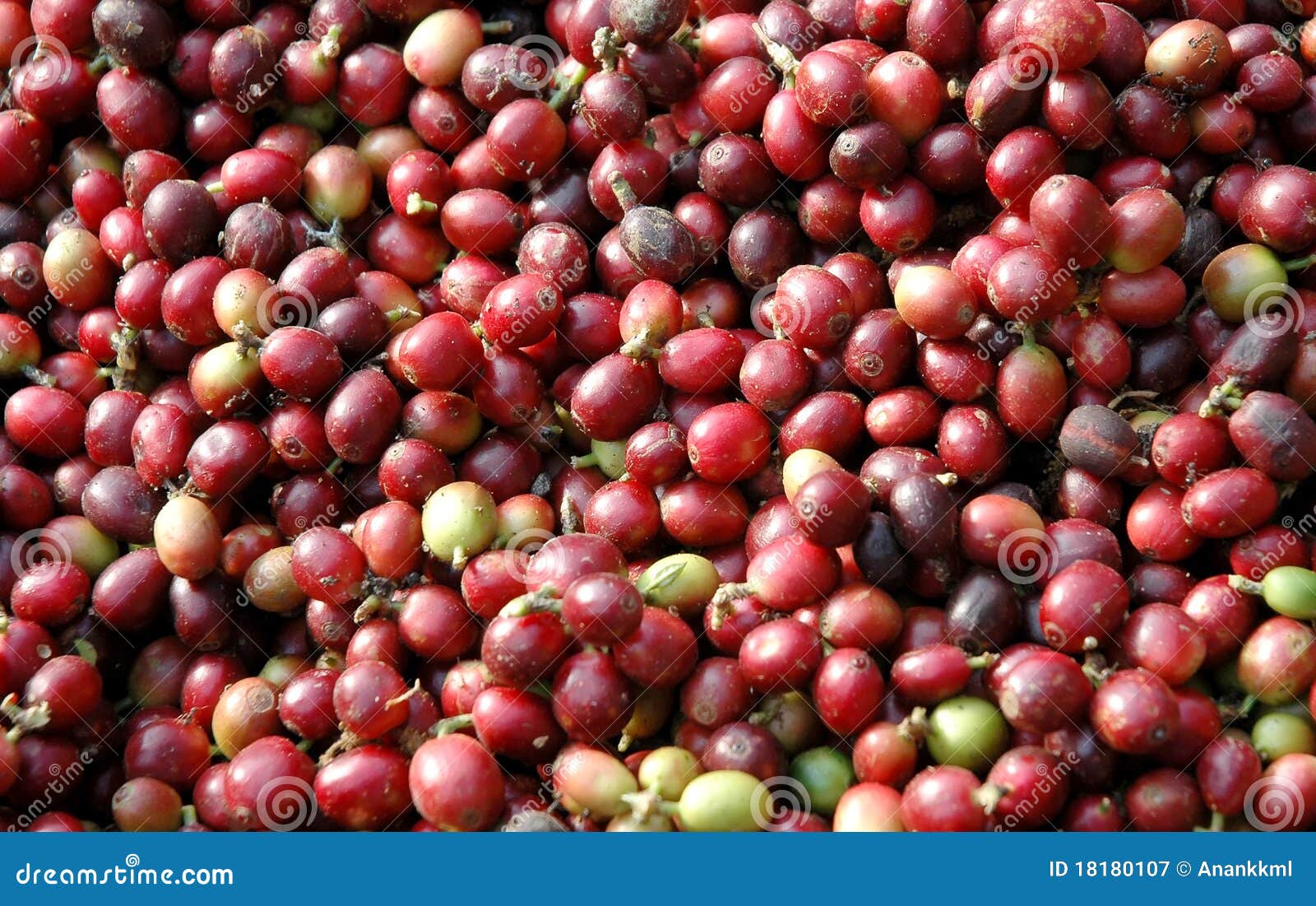 Raw coffee bean stock image. Image of tasty, fruit, harvest - 18180107 Raw coffee bean stock image. Image of tasty, fruit, harvest - 18180107