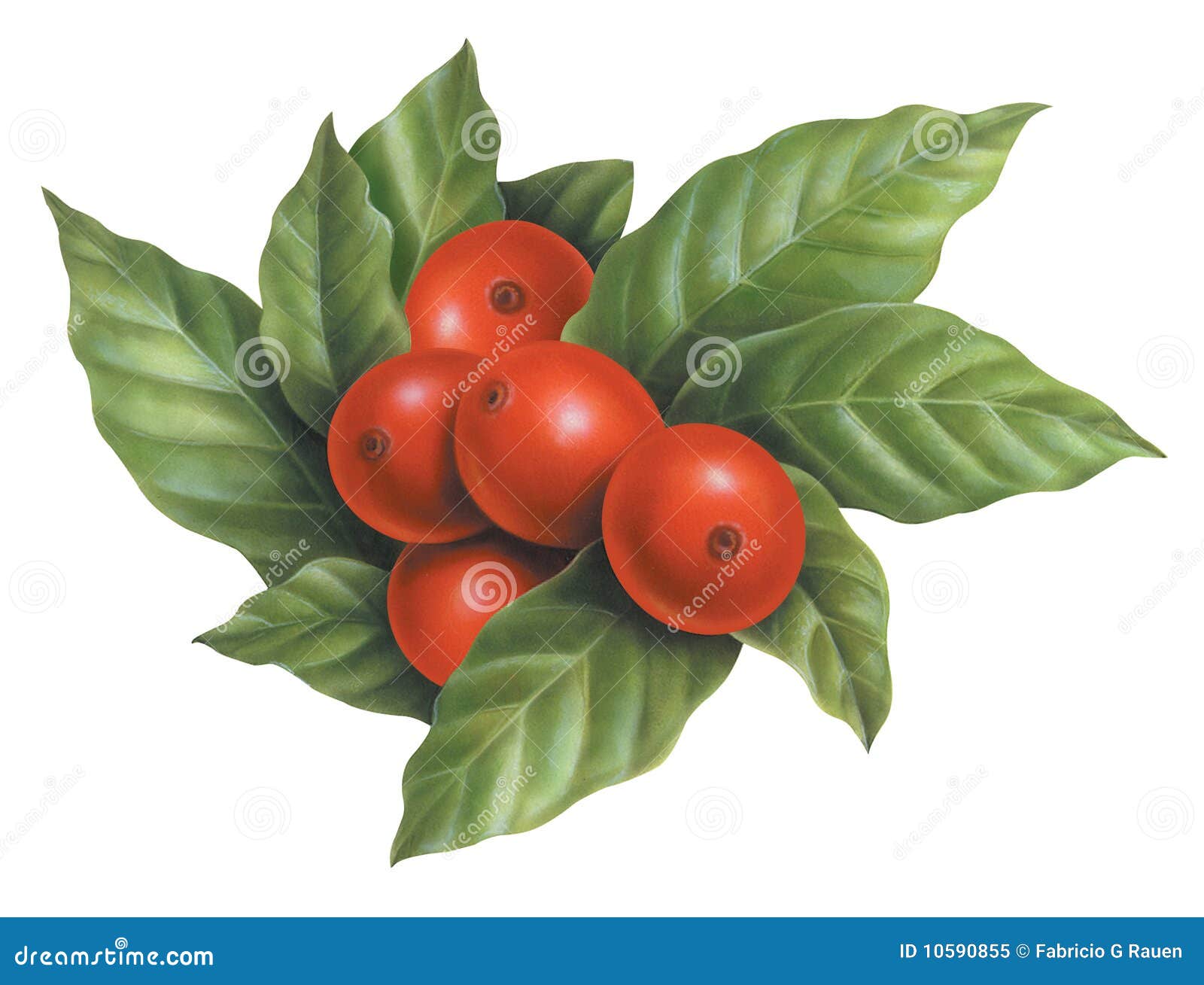 Raw Coffee Beans Art stock illustration. Illustration of plant - 10590855