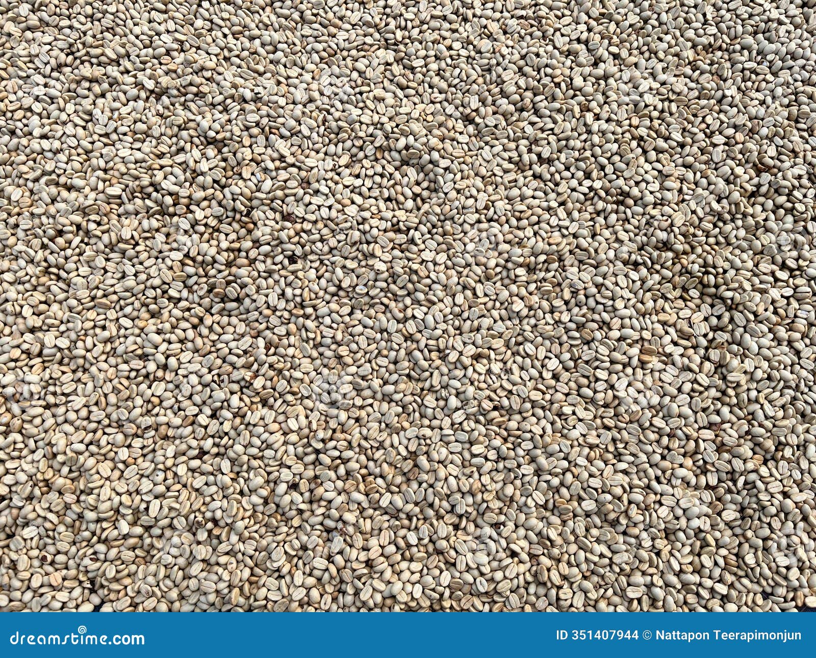 Raw Coffee Beans Spread Out for Drying Under Natural Sunlight Stock ...