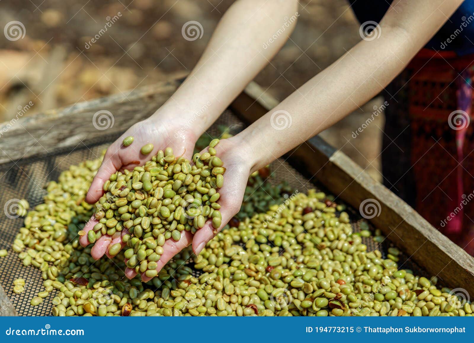 Raw Coffee and Drying Process on Hand and Raw Coffee Containers ...