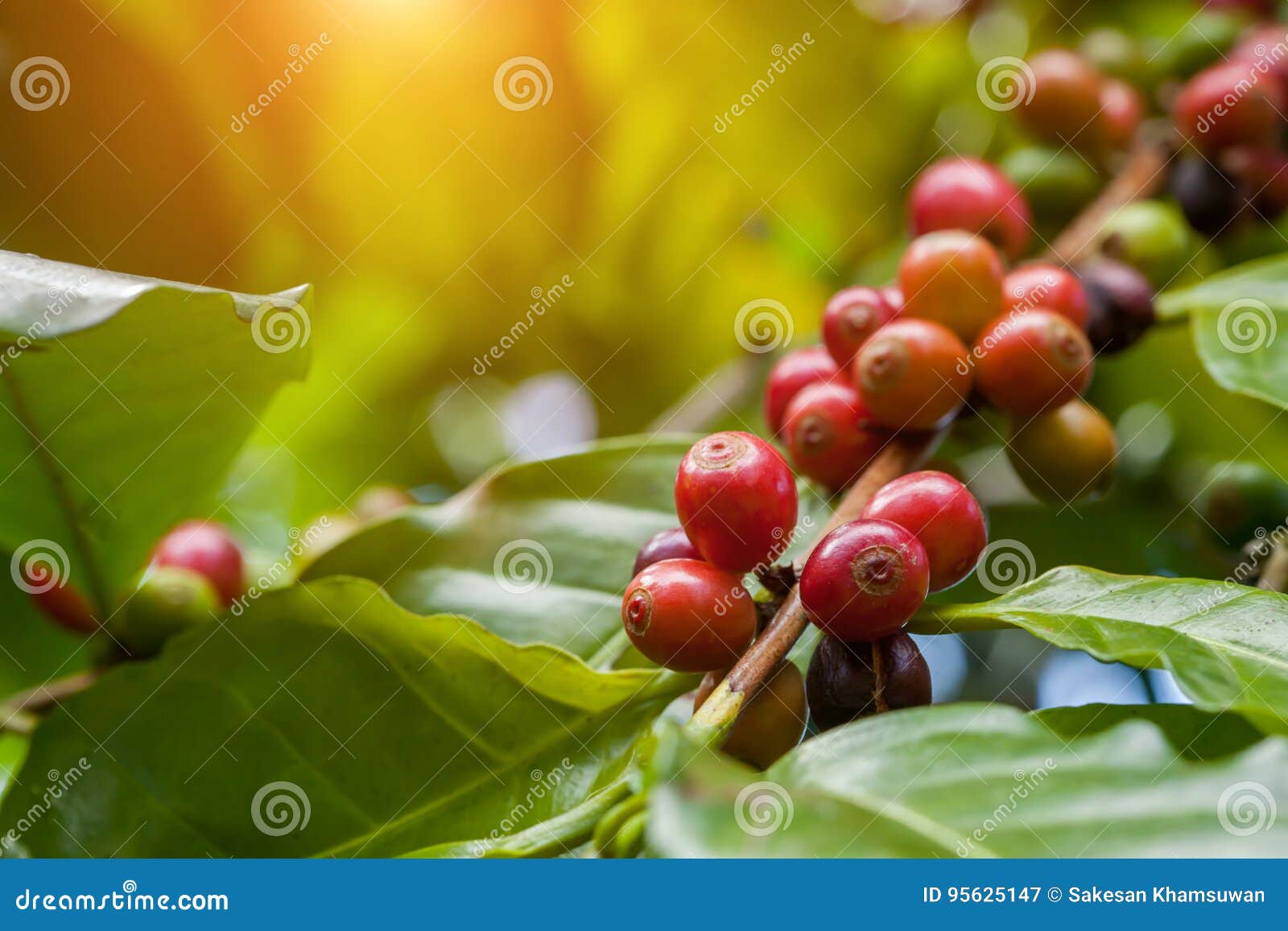 Raw Coffee seed stock image. Image of plantation, bean - 95625147