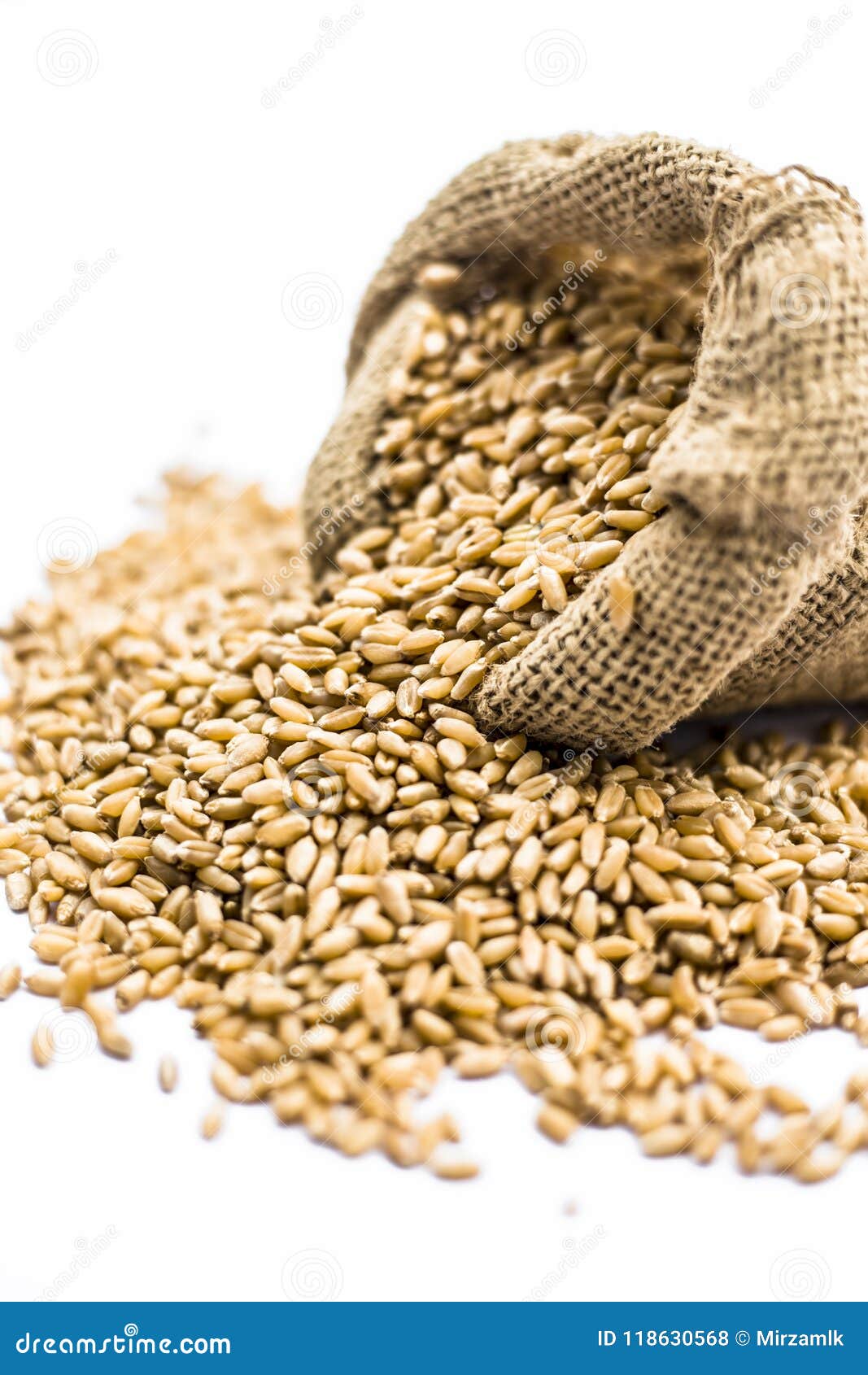 Raw Common Wheat in a Gunny Bag Isolated on White. Stock Photo - Image ...