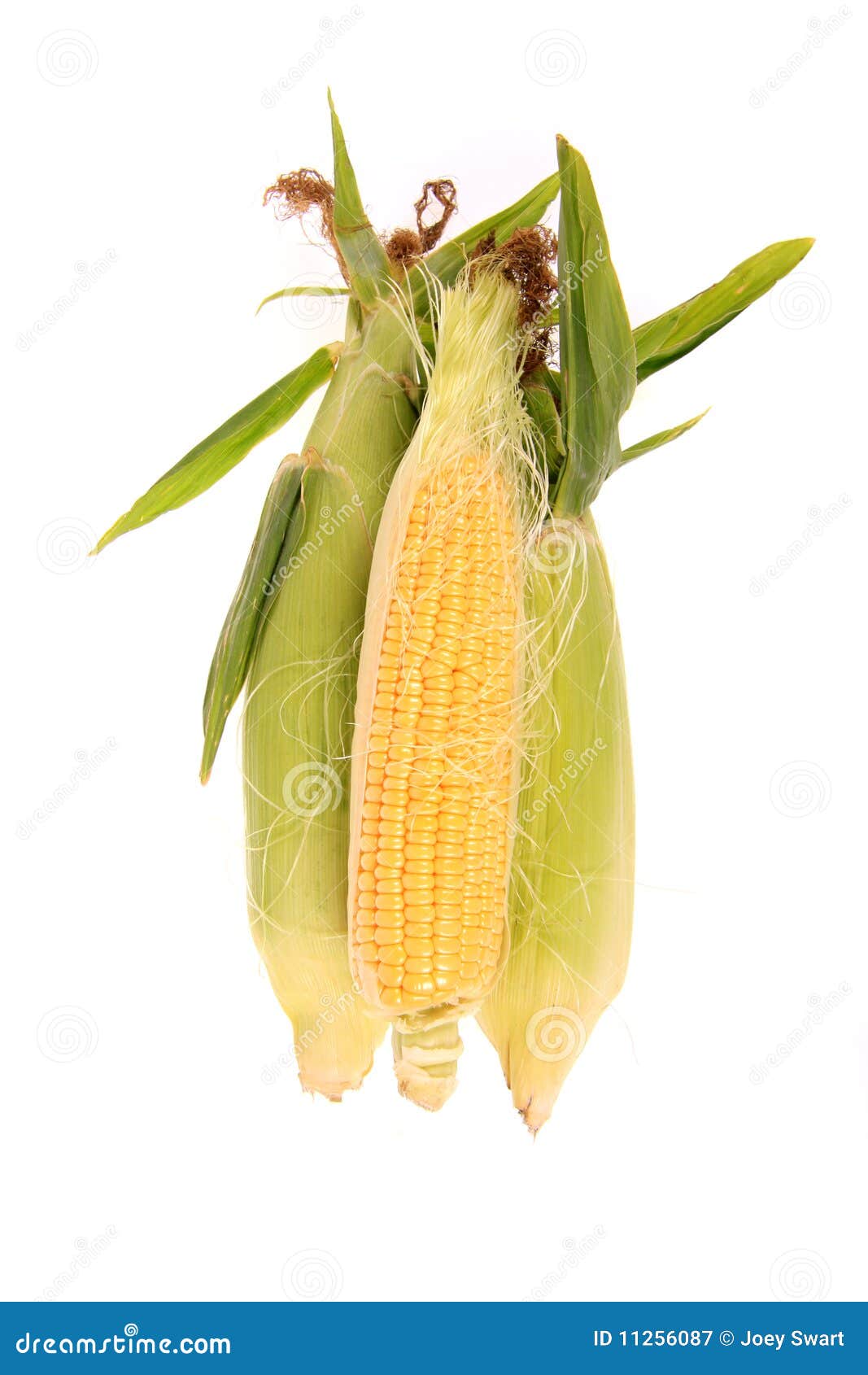 Raw corn. stock image. Image of nature, diet, crop, isolated - 11256087
