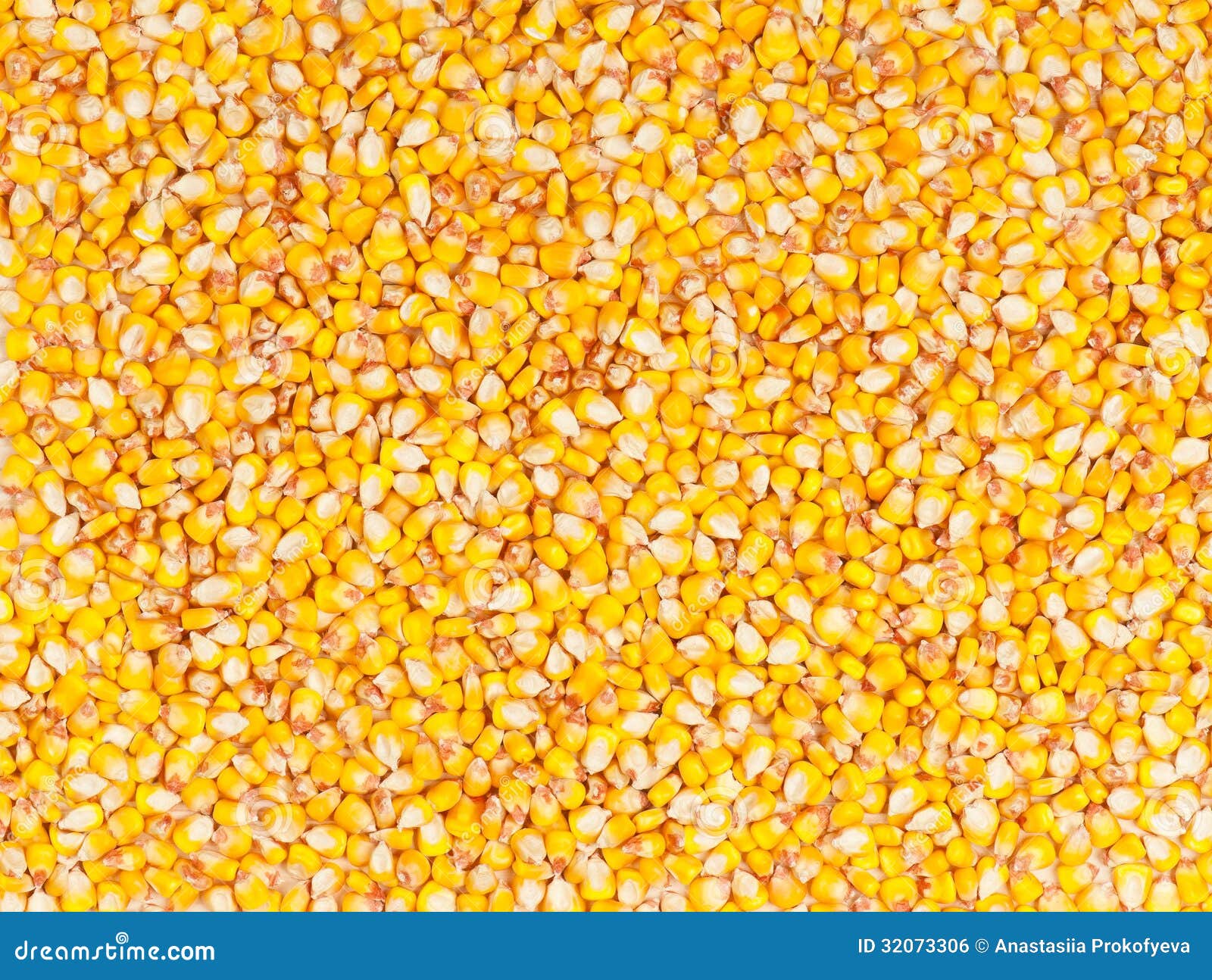 Raw corn stock photo. Image of nature, energy, corn, ingredient - 32073306