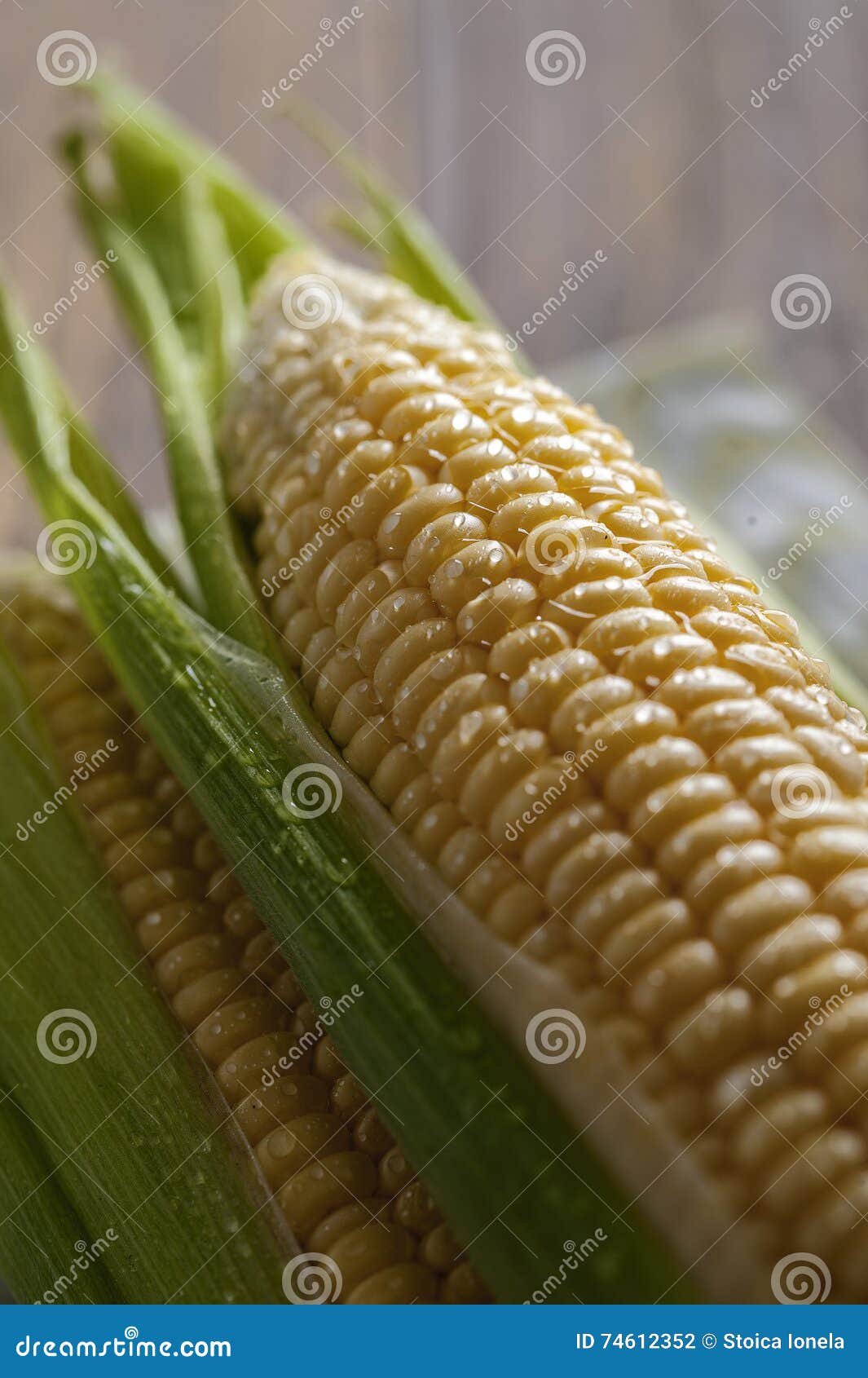 Raw corn close up stock photo. Image of country, vegetarian - 74612352