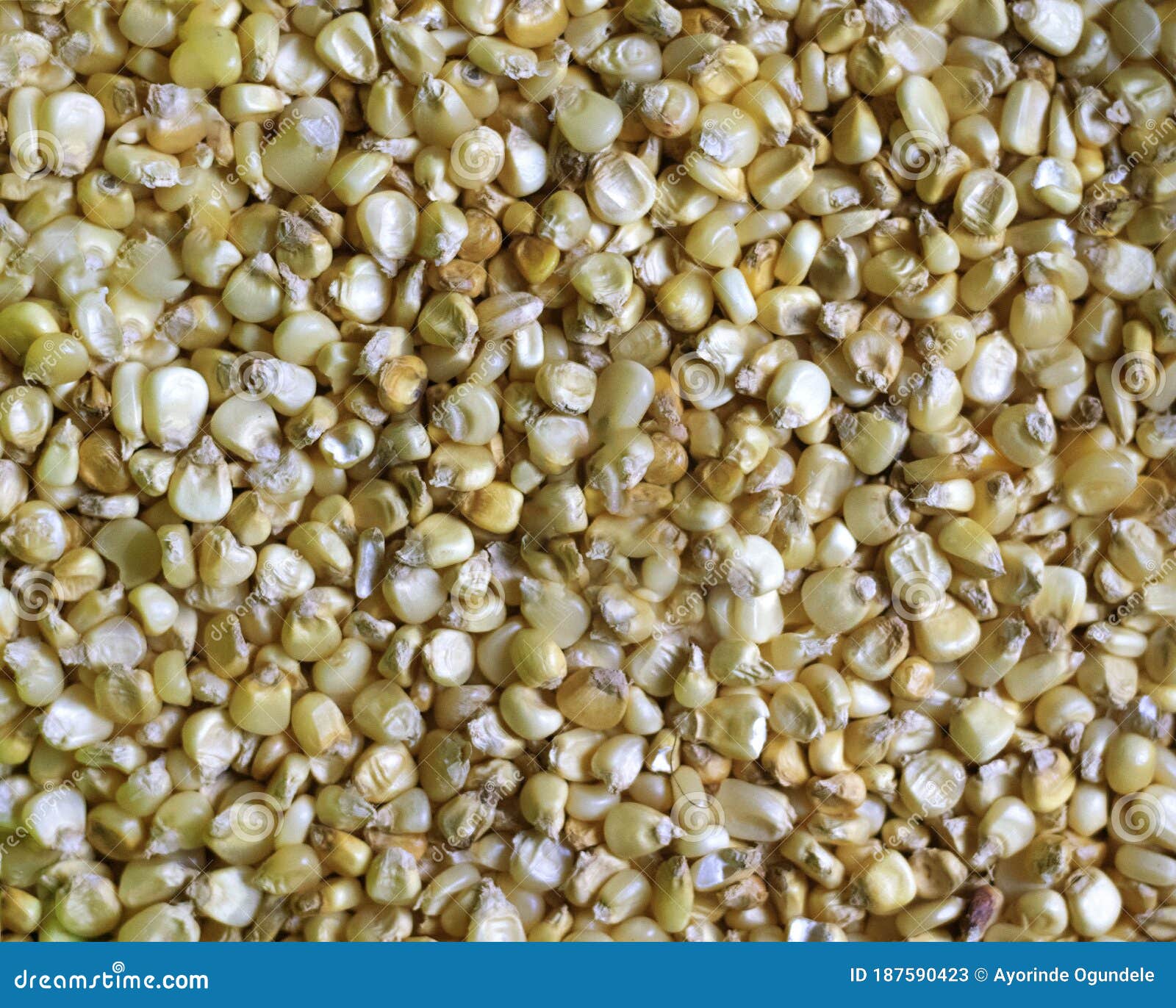 Raw corn in cluster stock image. Image of maizes, cluster - 187590423