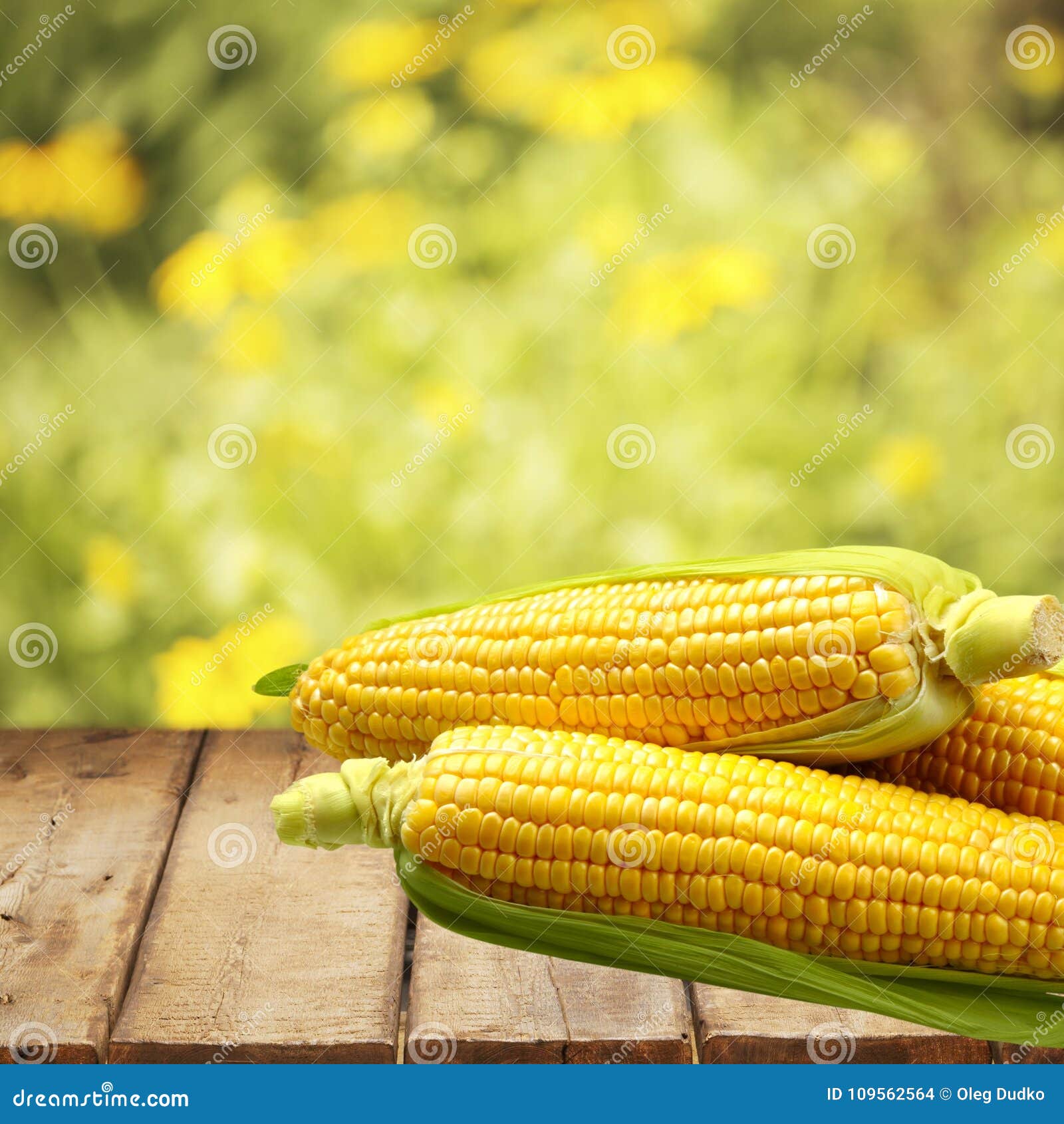 Raw Corn Cobs on Blurred Background Stock Photo - Image of fresh ...