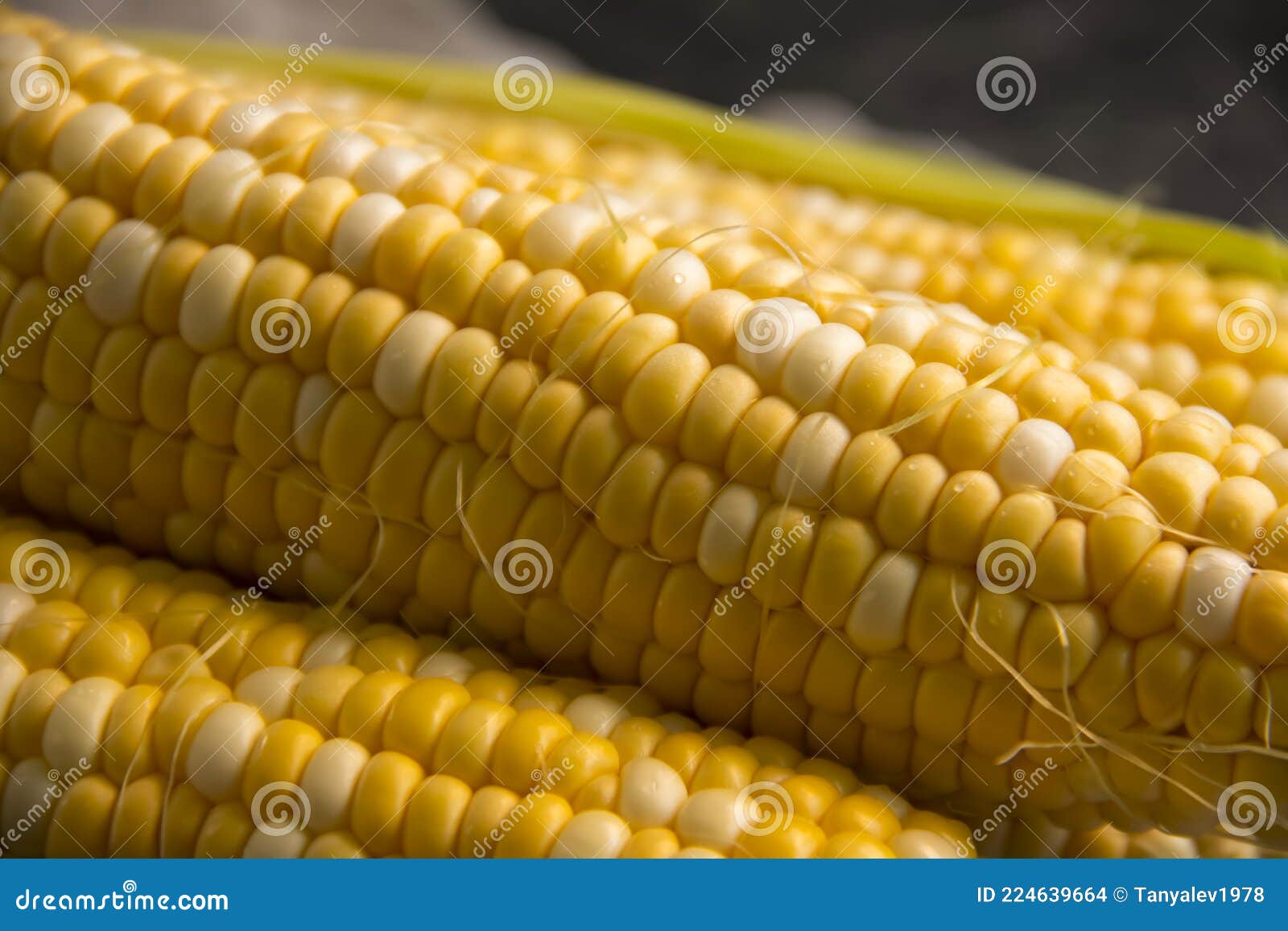 Raw Corn on Concrete Background Natural Stock Photo - Image of farming ...