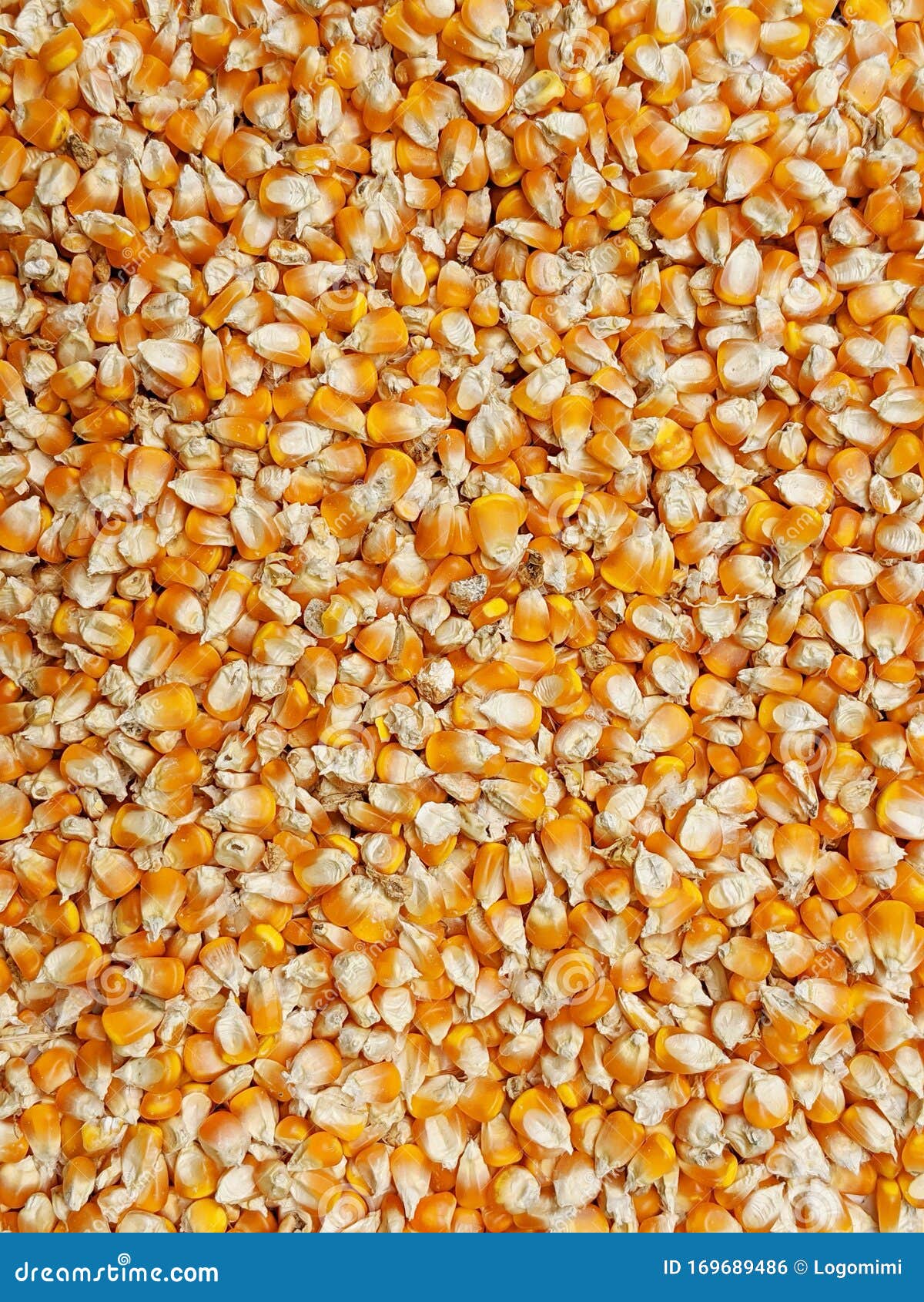 Raw Corn Grain Background, Corn Seeds Texture Stock Photo ...