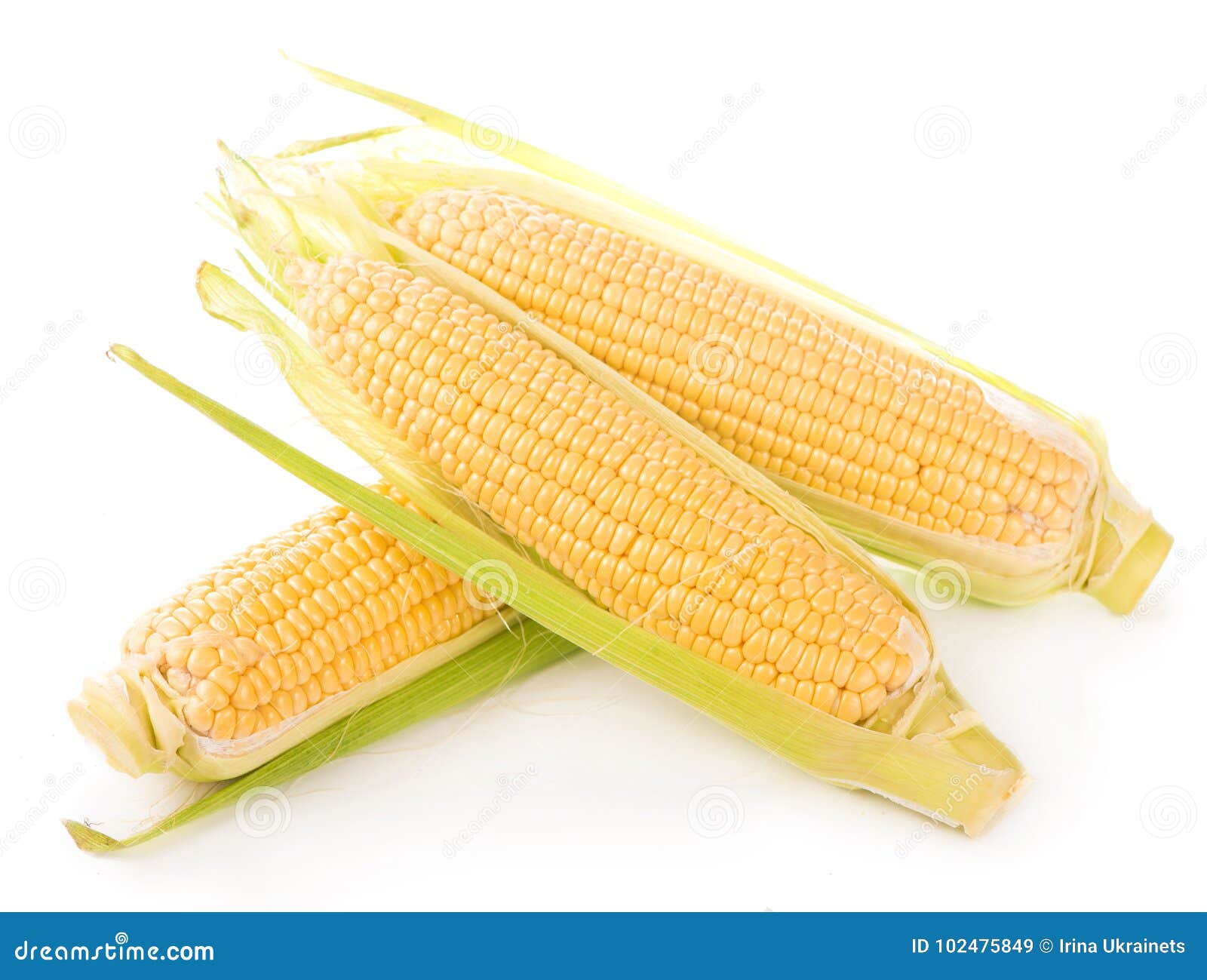 Corn Cobs on White Background. Stock Image - Image of object, harvest ...