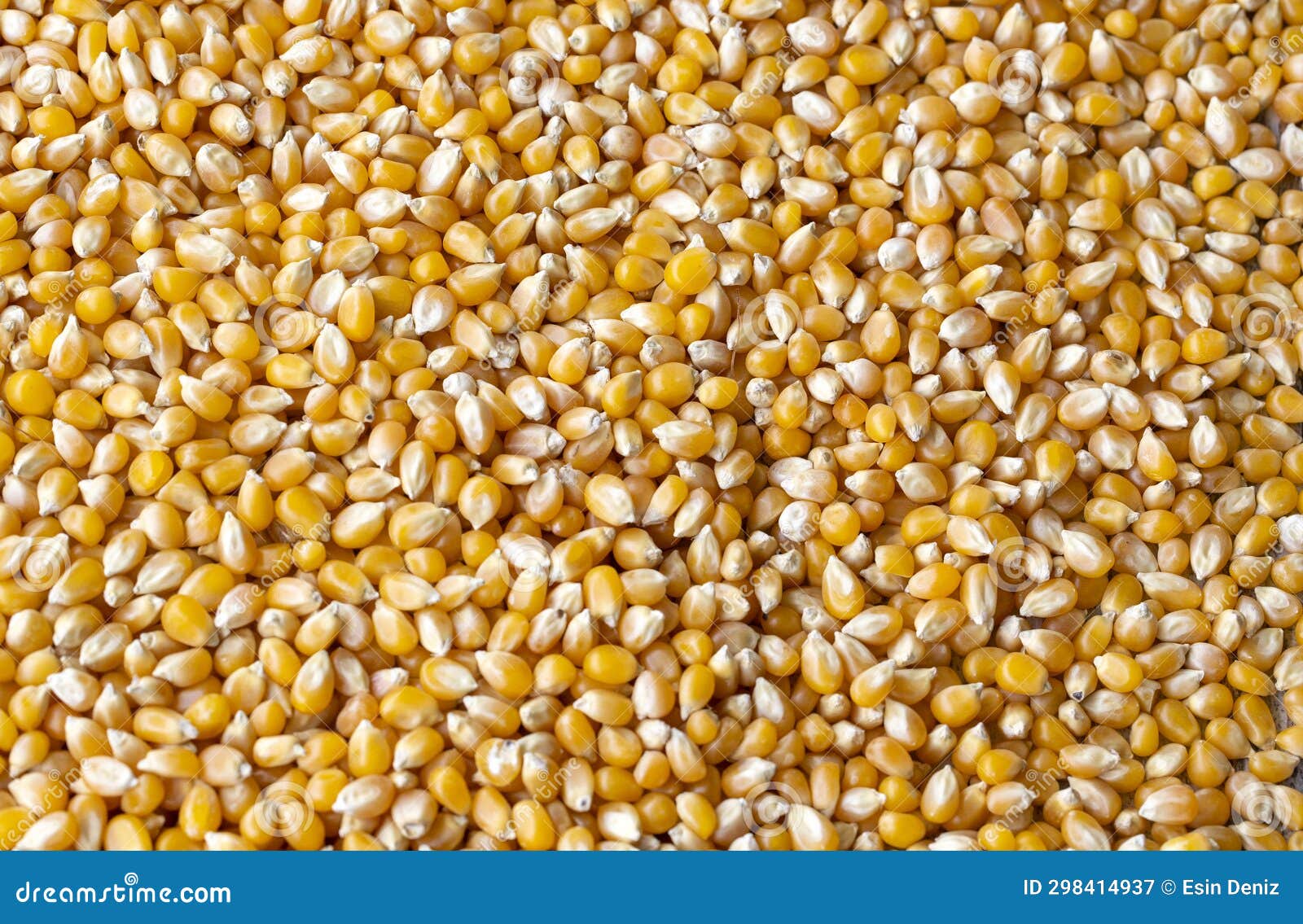 Raw Corn Seeds or Corn Kernels are the Fruits of Corn. Maize is a Grain ...