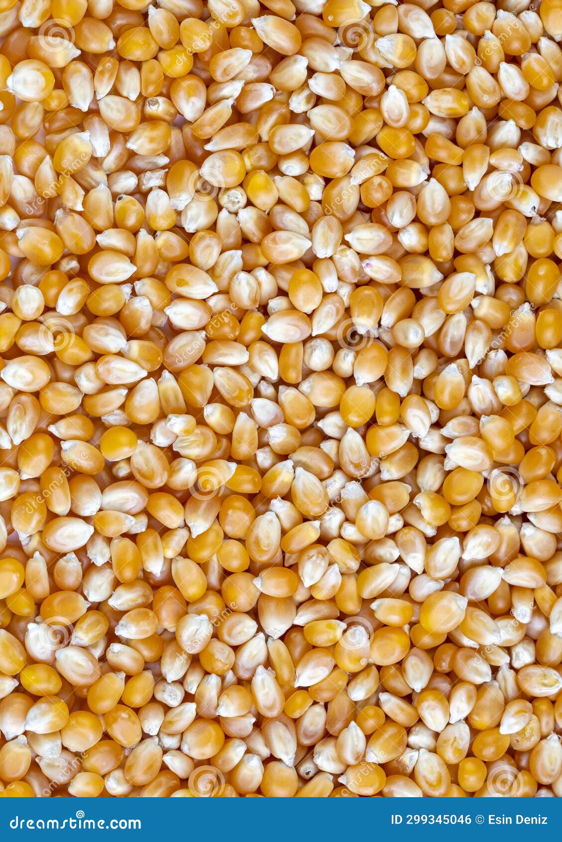 Raw Corn Seeds or Corn Kernels are the Fruits of Corn. Maize is a Grain ...