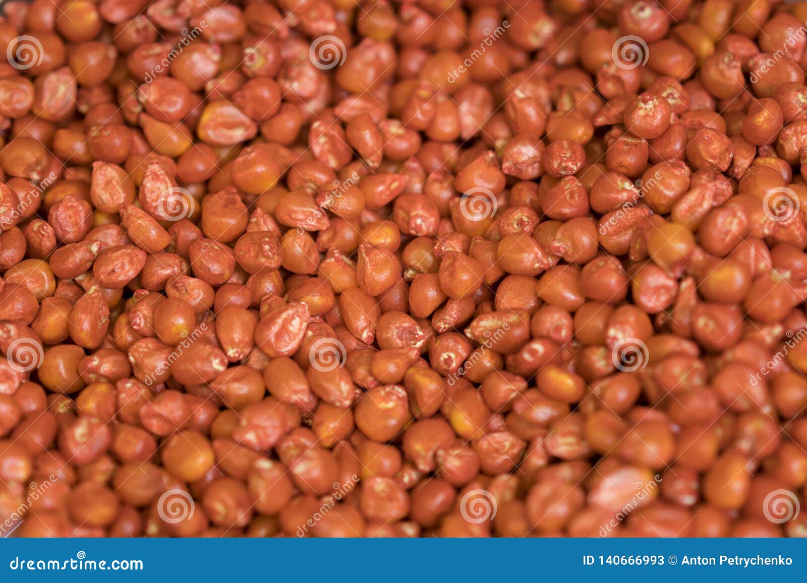 Raw Corn Seeds or Corn Kernels are the Fruits of Corn. Maize is a Grain ...