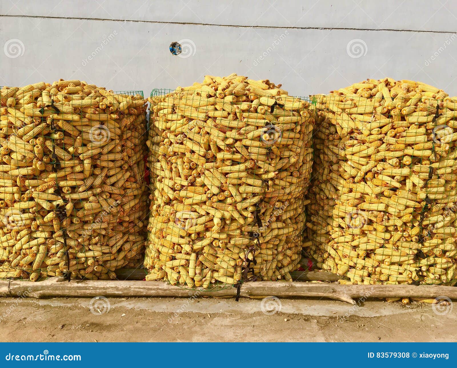 Raw corn stacks stock photo. Image of stacks, storage - 83579308