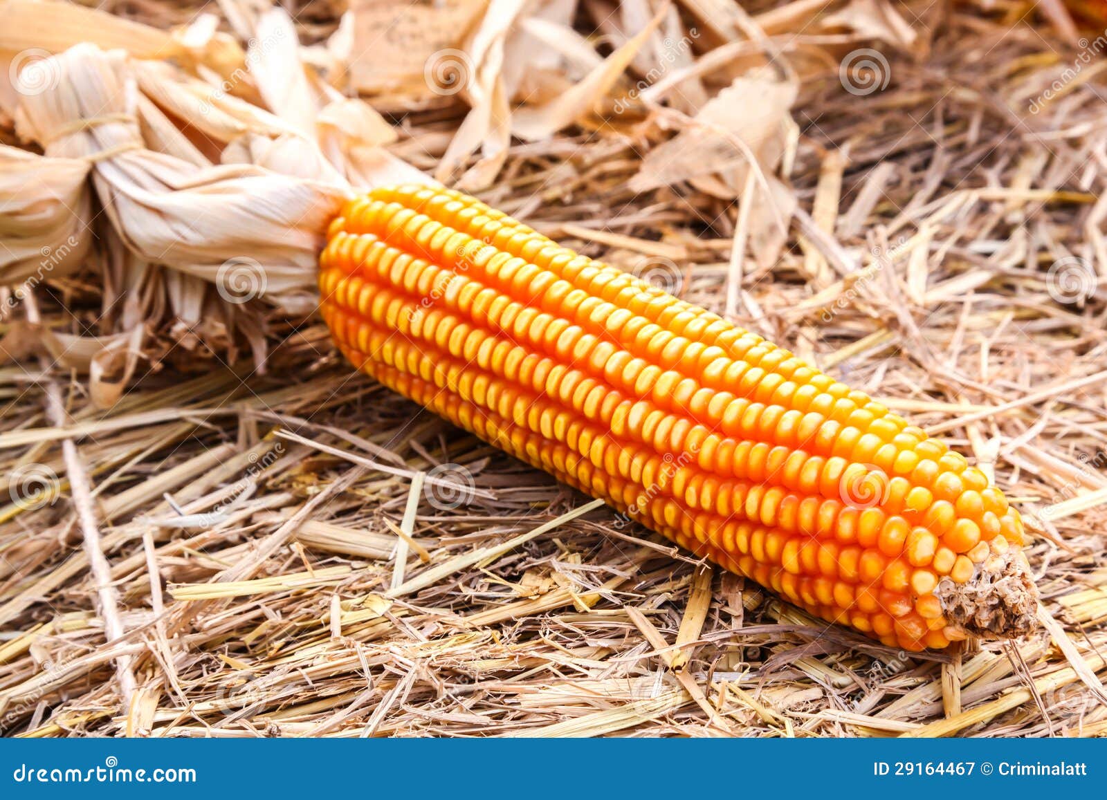 Raw corn on straw stock image. Image of healthy, plant - 29164467