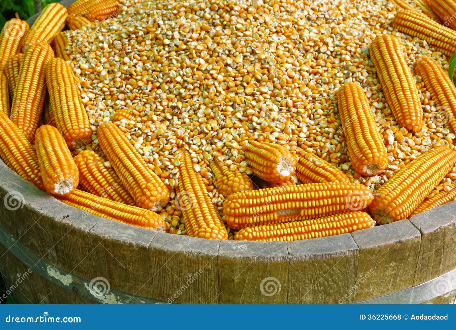 Raw corn in wood tank stock photo. Image of concept, agriculture - 36225668