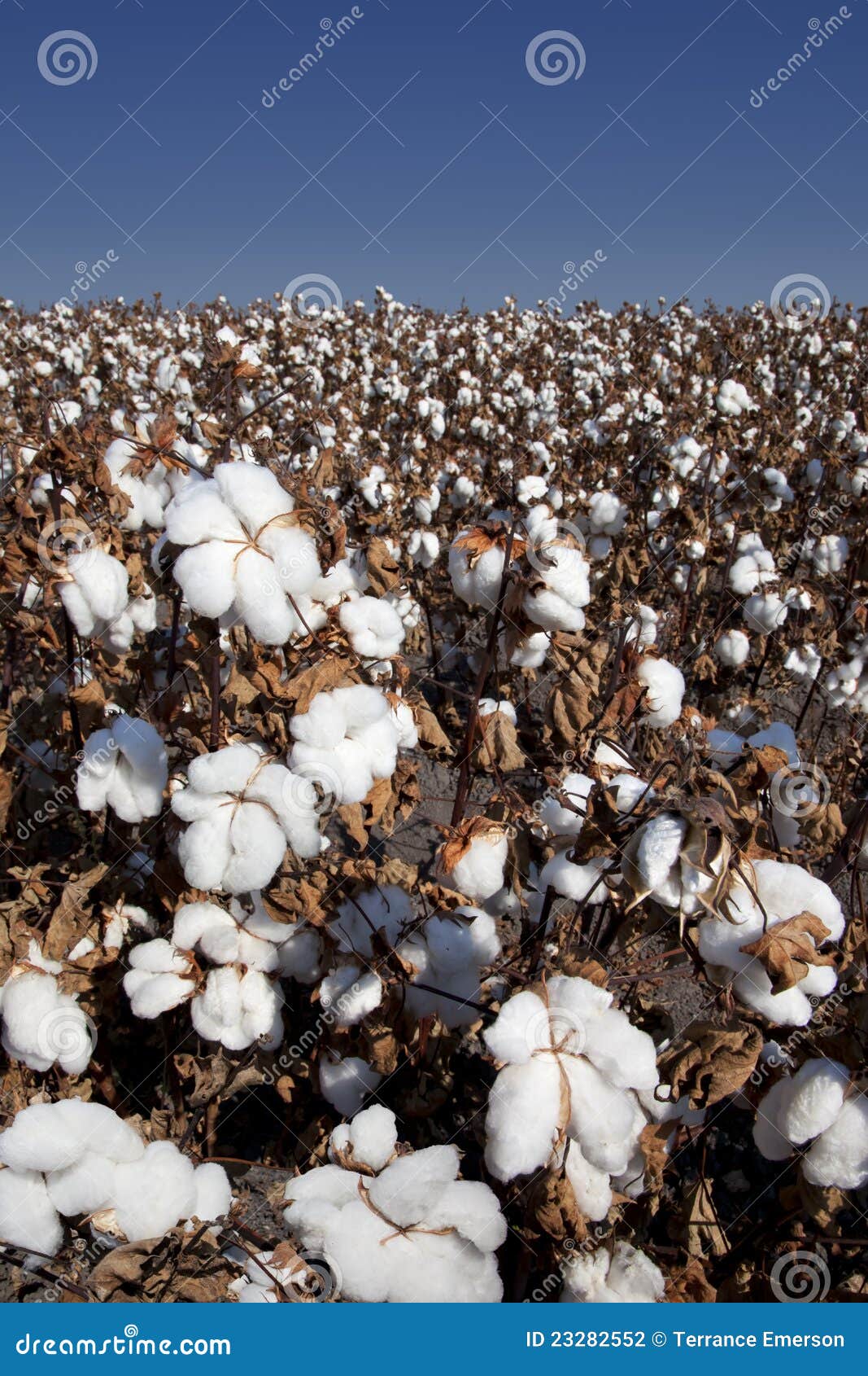 Raw Cotten Field Photos - Free & Royalty-Free Stock Photos from Dreamstime