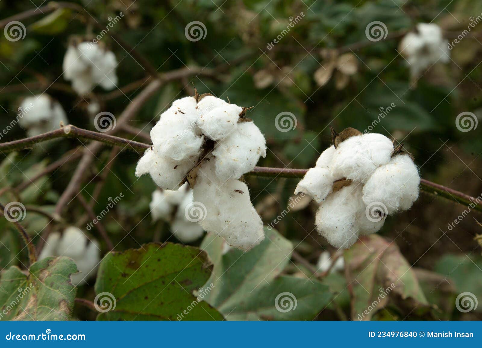 Raw Cotton in the farm stock photo. Image of industry - 234976840