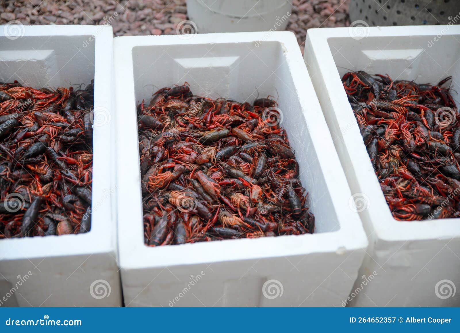Raw Crawfish in an Ice Cooler Stock Image - Image of potatoes, cooked ...
