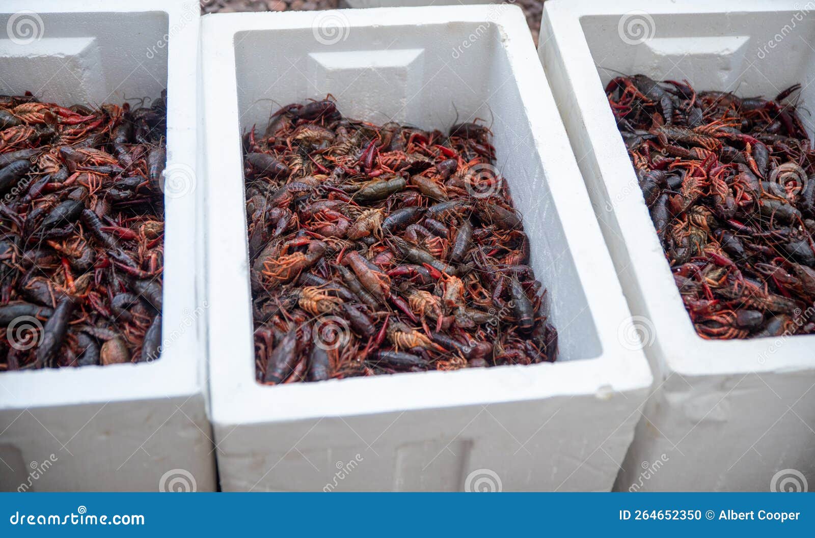 Raw crawfish from ocean stock photo. Image of tray, sausage - 264652350